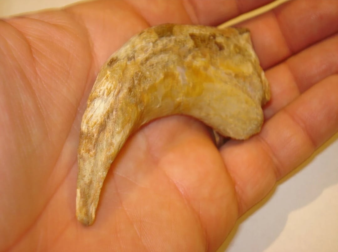 Authentic dino claw?! - Is It Real? How to Recognize Fossil ...
