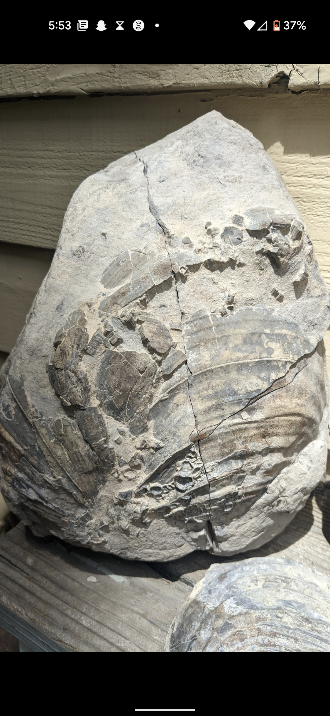 Pierre Shale beauties from Boulder, Colorado - Member Collections - The ...