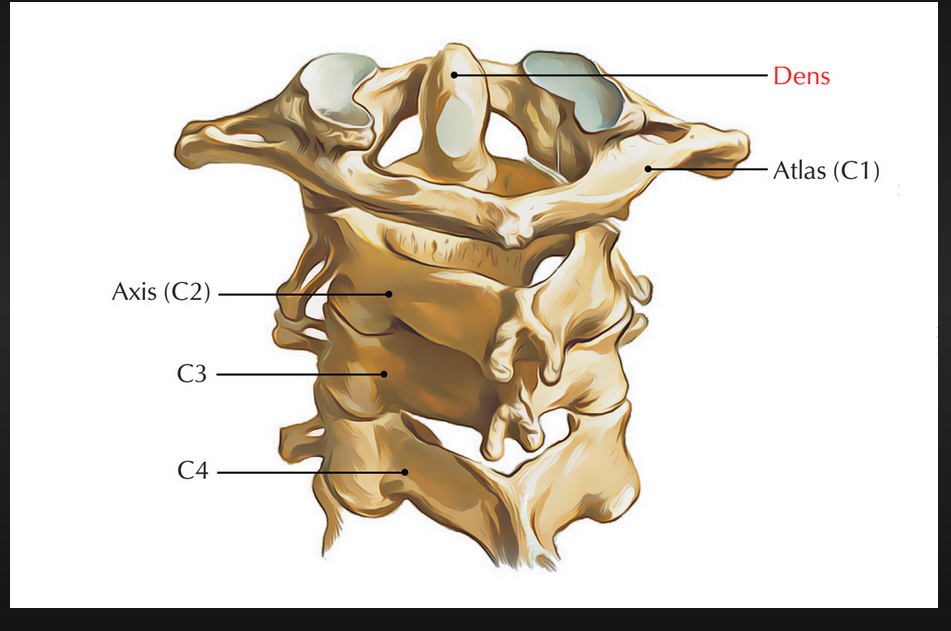Dens Anatomy