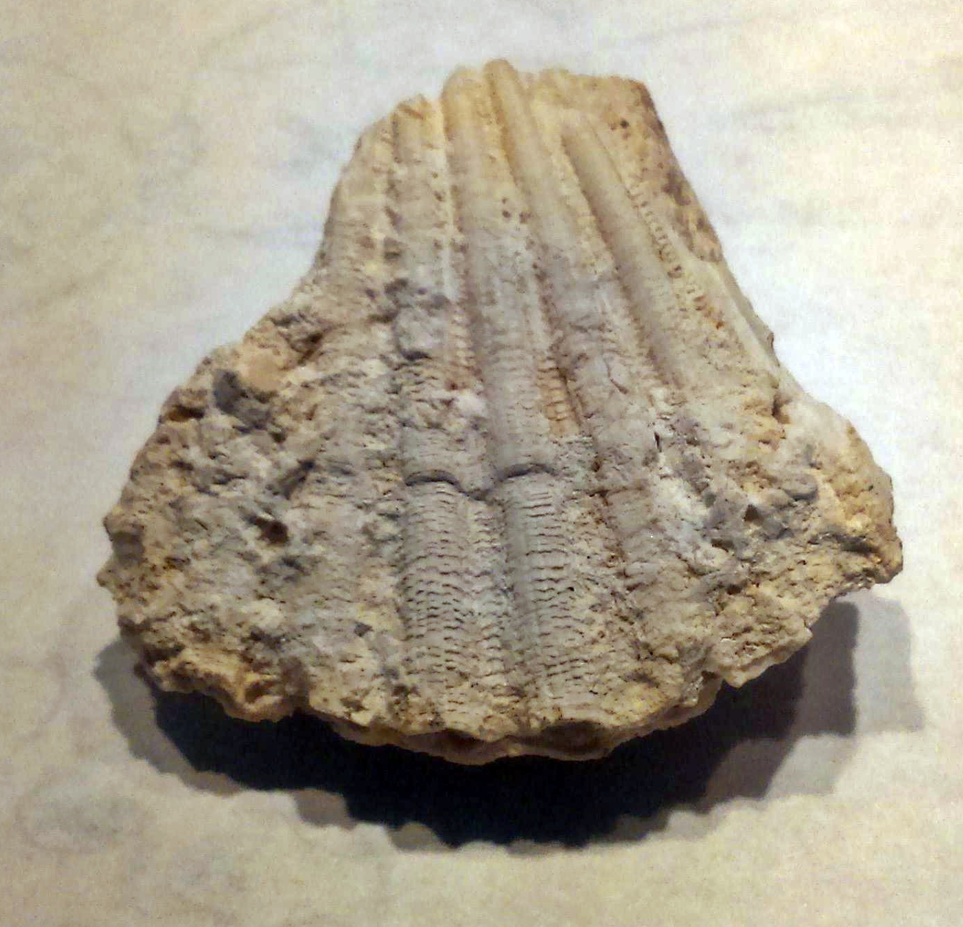 Upper Miocene bivalve and coral ID - Fossil ID - The Fossil Forum