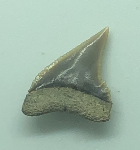 Odd Carcharhiniform tooth from the Late Oligocene of South Carolina ...