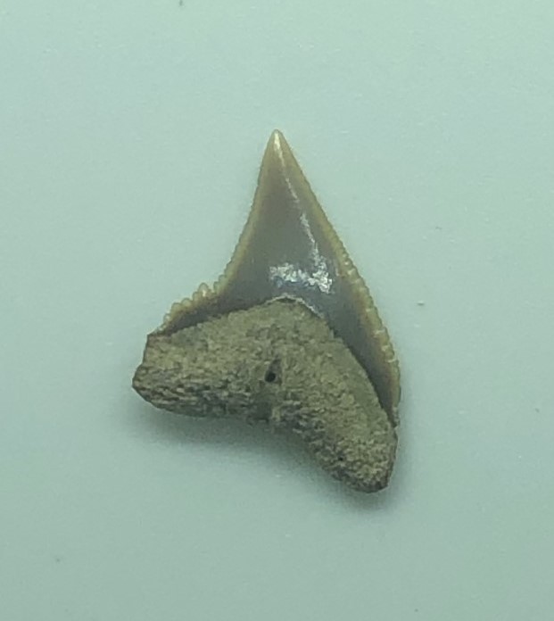 Odd Carcharhiniform tooth from the Late Oligocene of South Carolina ...