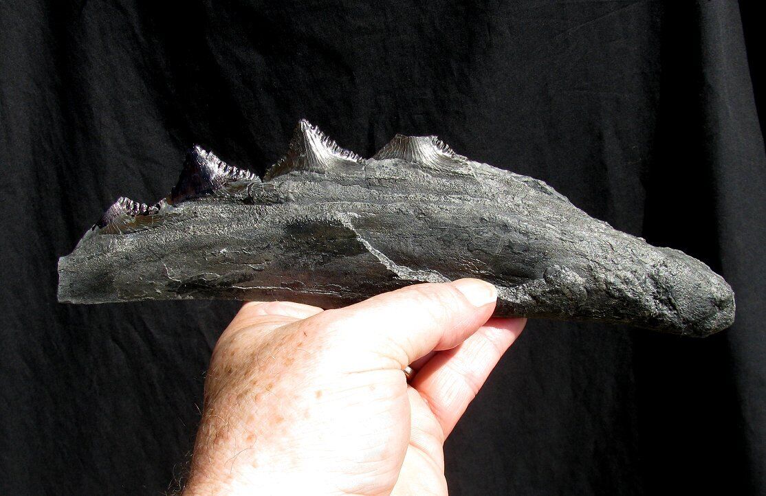 EDESTUS 'stain' question - Is It Real? How to Recognize Fossil ...