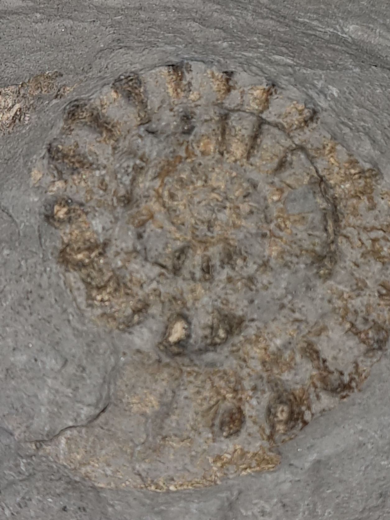 Ammonite? - Fossil ID - The Fossil Forum