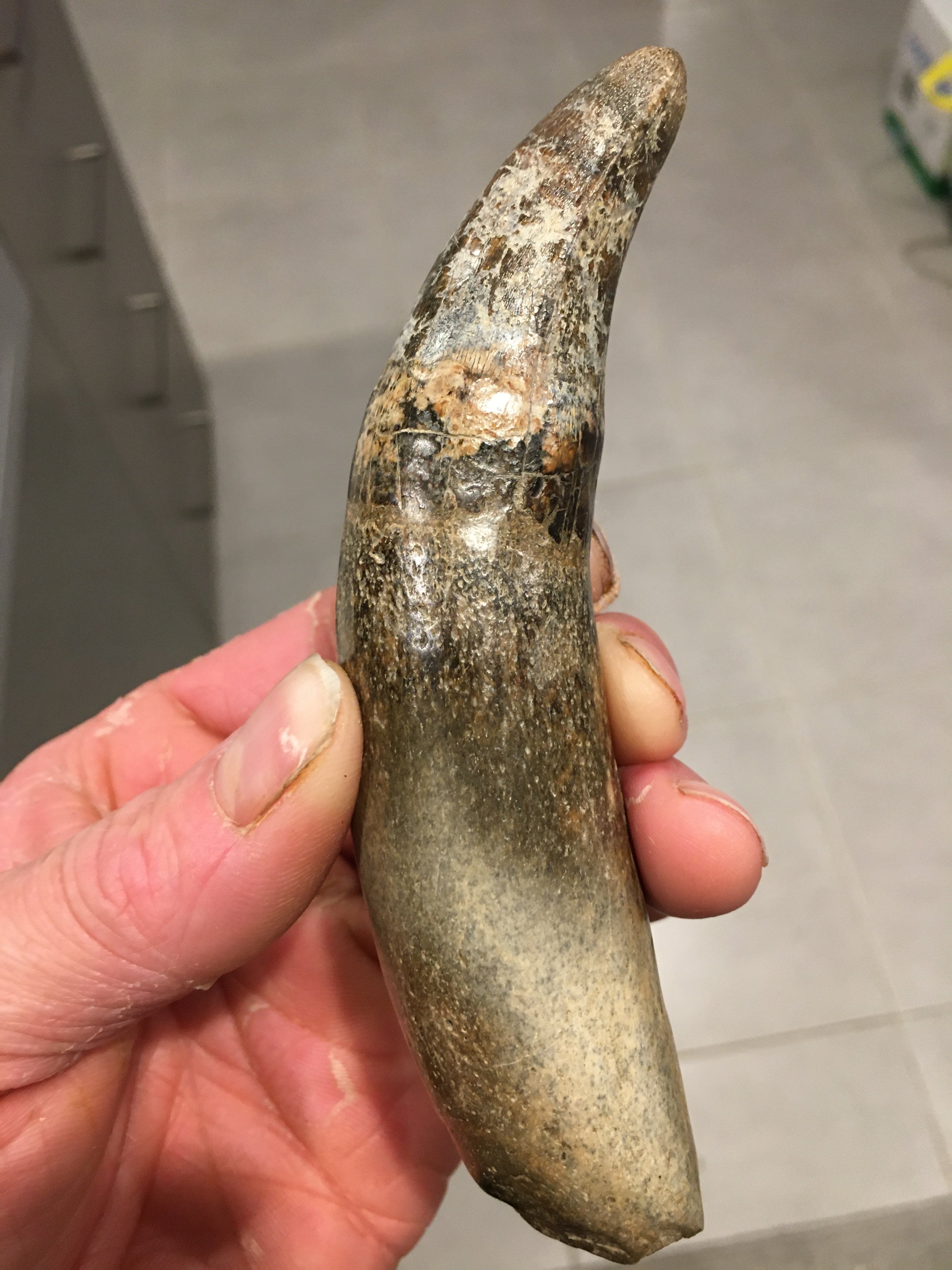 Tiger Tooth identification - Fossil ID - The Fossil Forum