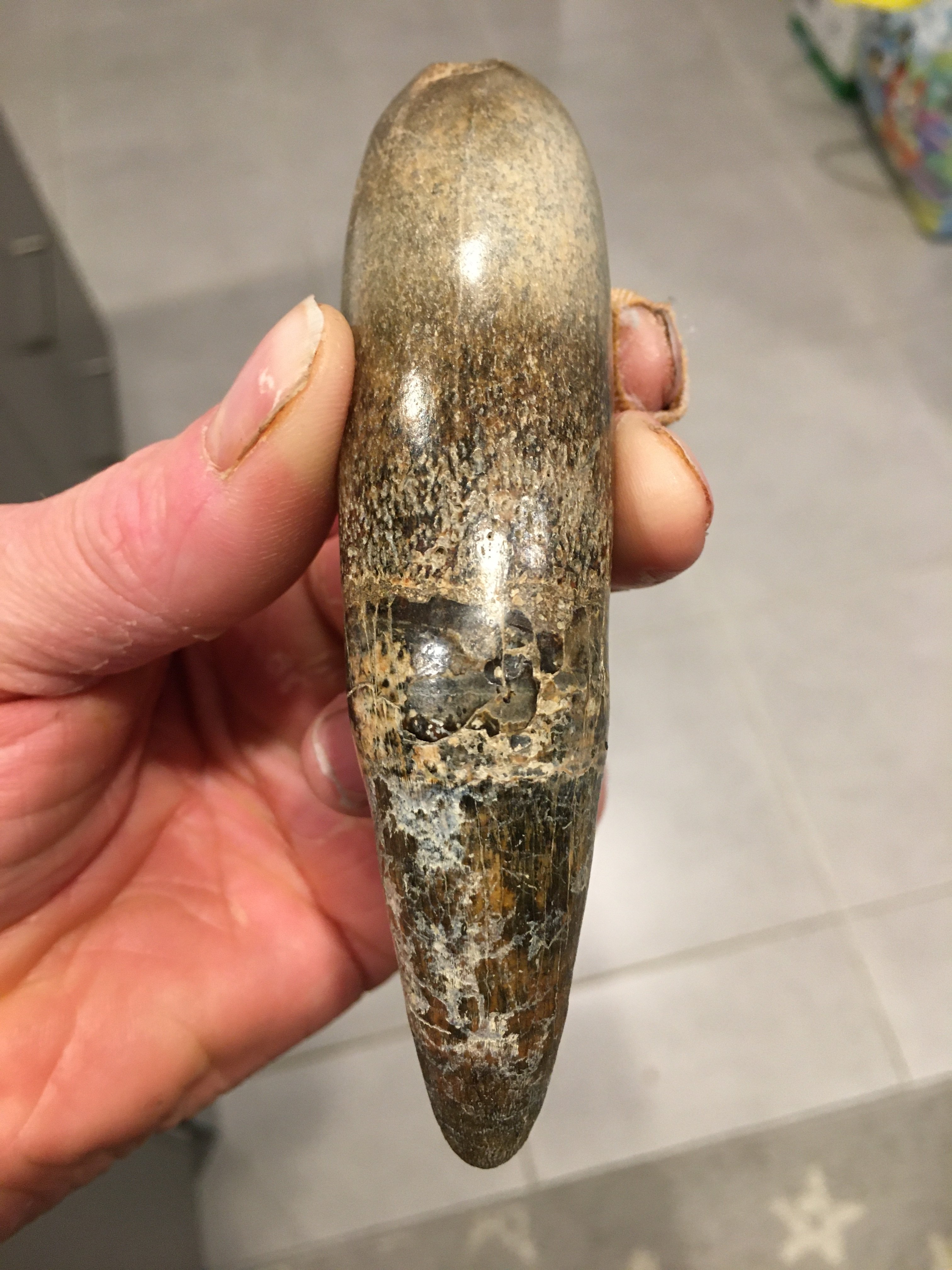 Tiger Tooth identification - Fossil ID - The Fossil Forum