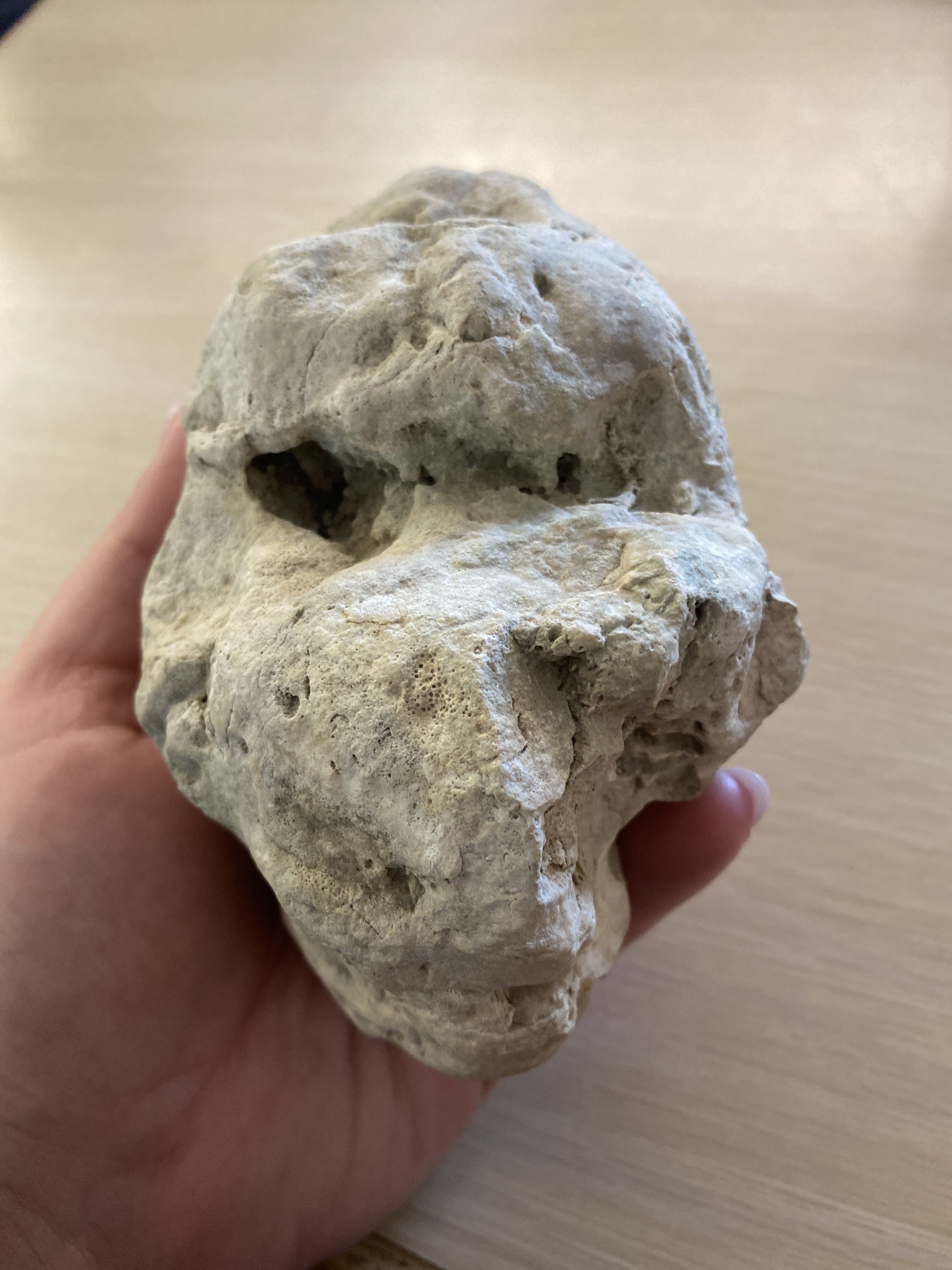 Rock? Skull? - Is It Real? How to Recognize Fossil Fabrications - The ...