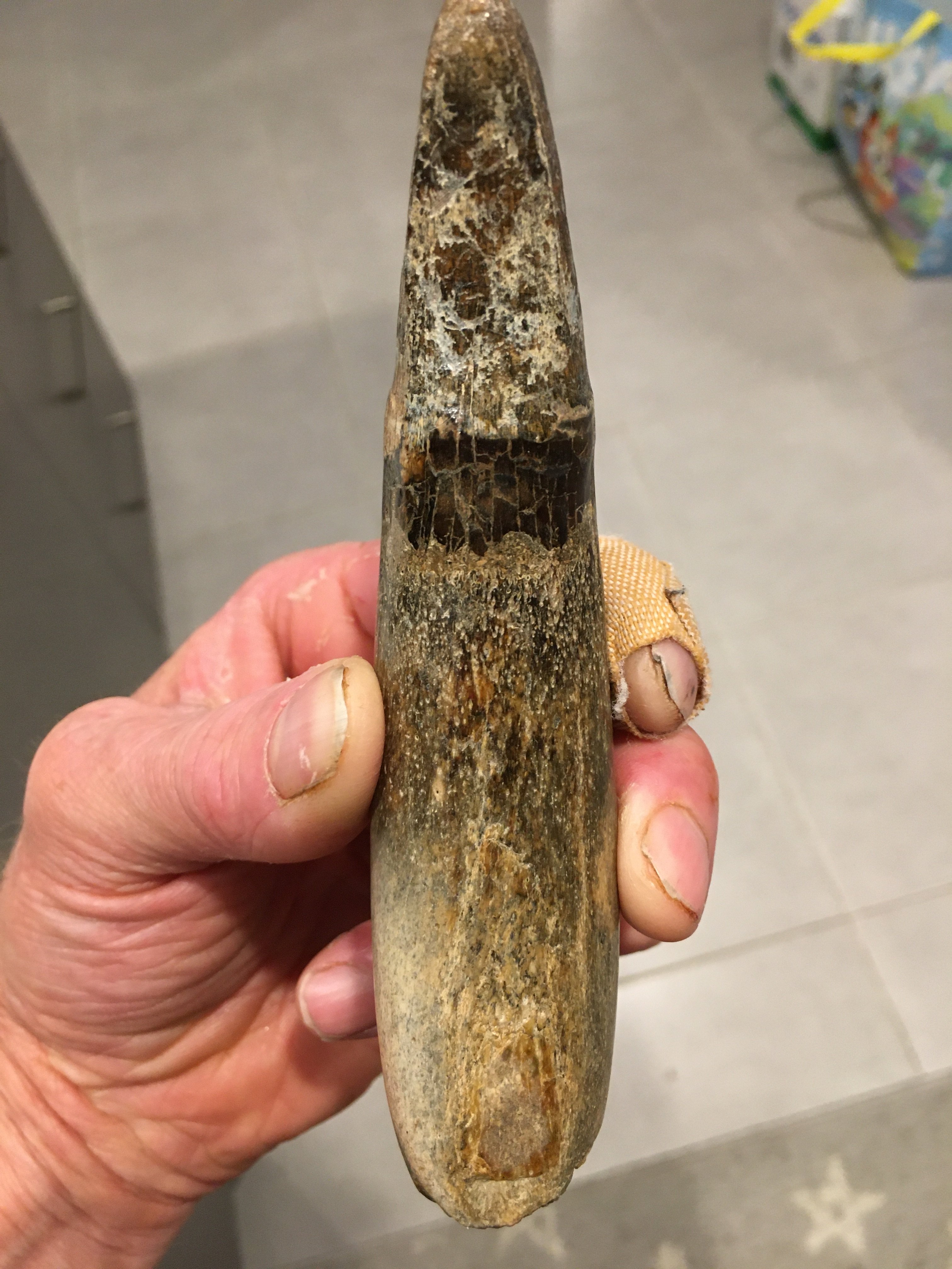 Tiger Tooth identification - Fossil ID - The Fossil Forum