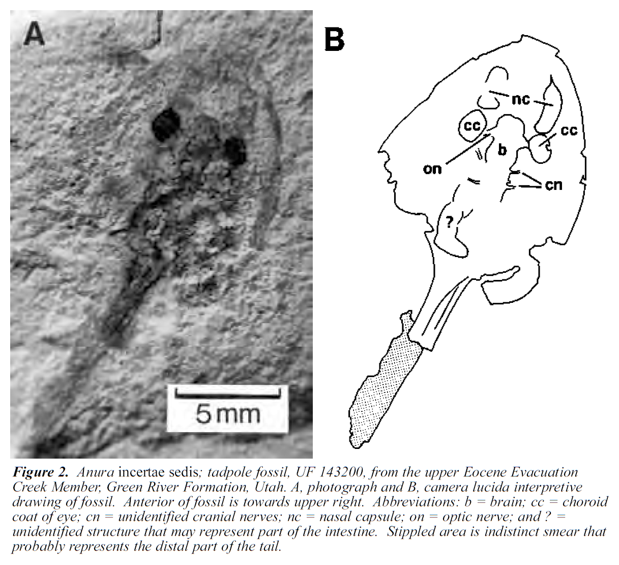 Eocene Green River Formation Unknown - Fossil ID - The Fossil Forum