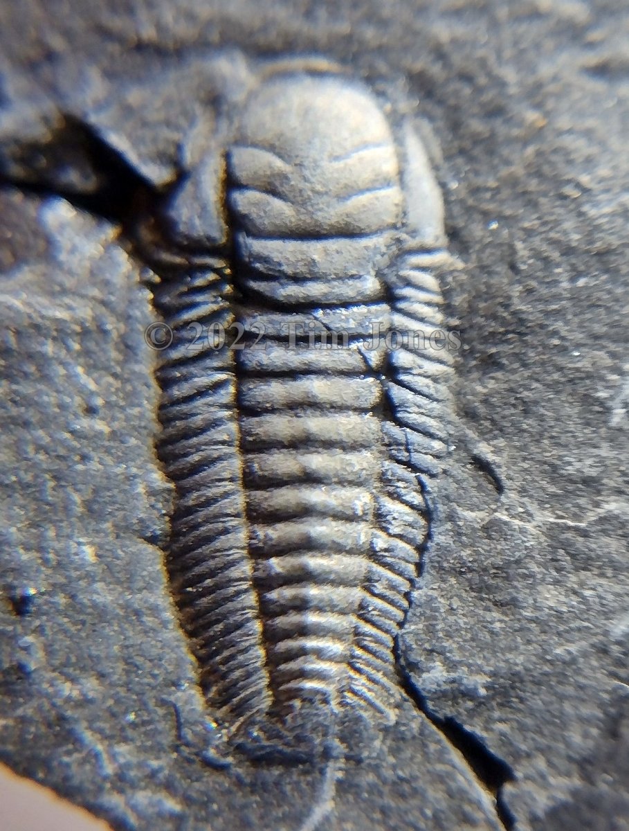 Beecher's Trilobite Bed Triarthrus - Member Collections - The Fossil Forum