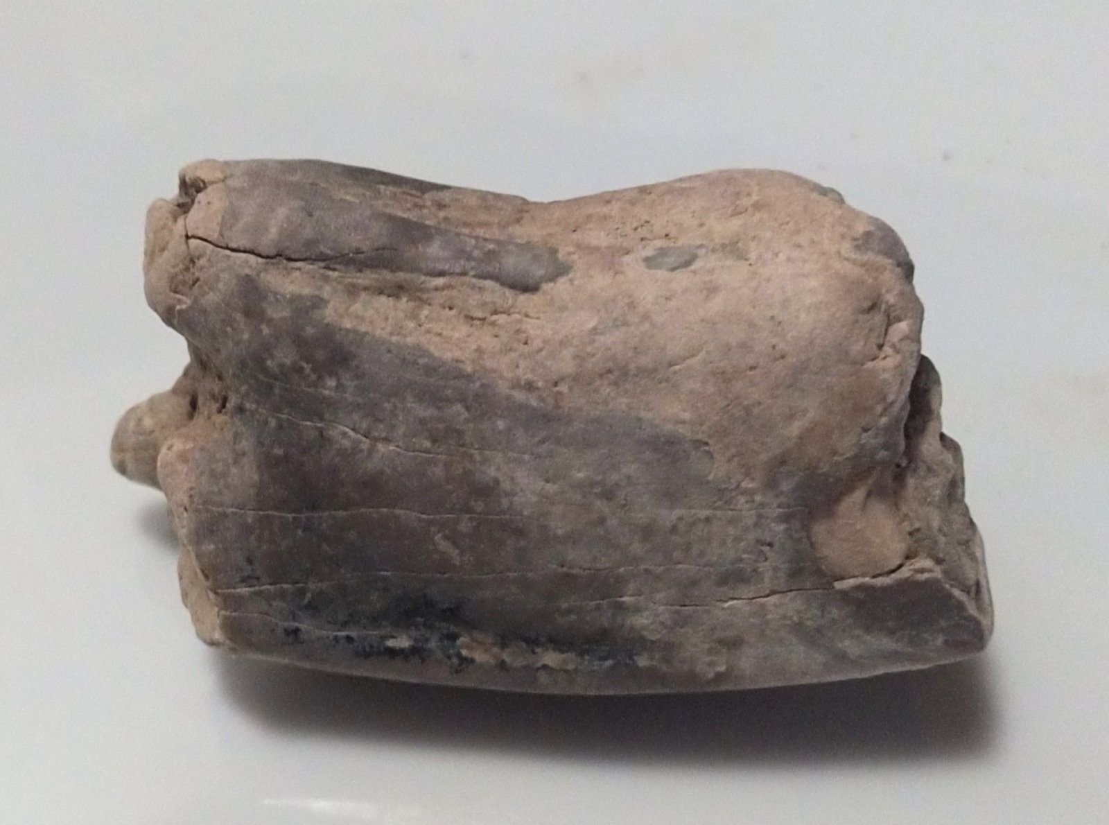 Equus tooth 9.7.22 - South Carolina - The Fossil Forum