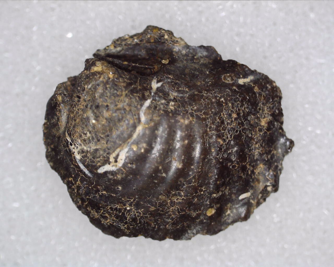 Pterotrigonia eufaulensis - Member Collections - The Fossil Forum