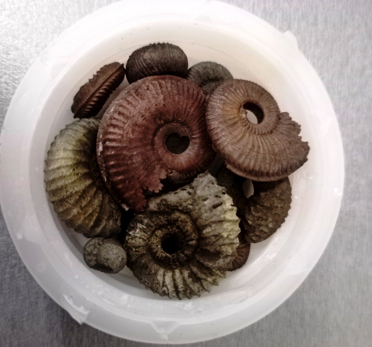 A bucket of Bronnitsy ammonites - Member Collections - The Fossil Forum