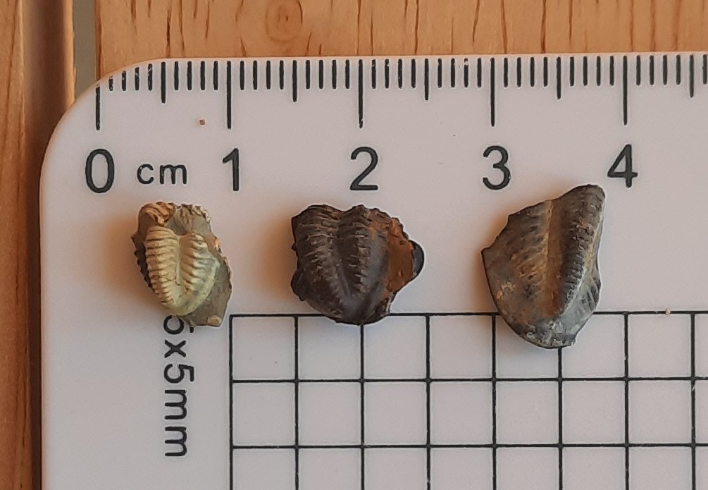 trilobites - Member Collections - The Fossil Forum