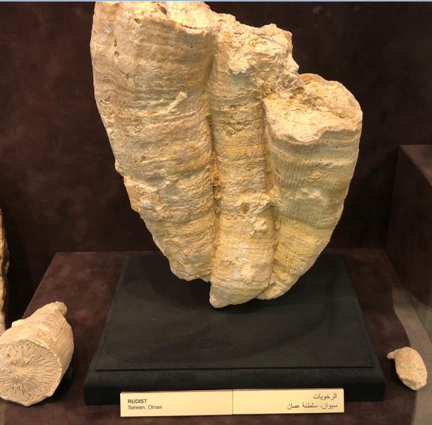 A trip to Oman - Fossil Hunting Trips - The Fossil Forum