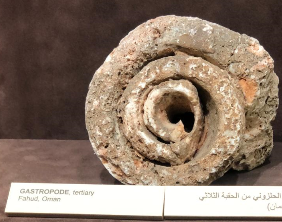 A trip to Oman - Fossil Hunting Trips - The Fossil Forum