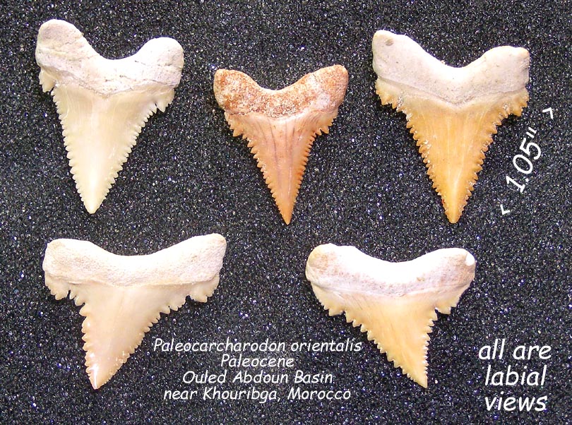 Unknown Serrated Moroccan Shark Tooth - Fossil ID - The Fossil Forum