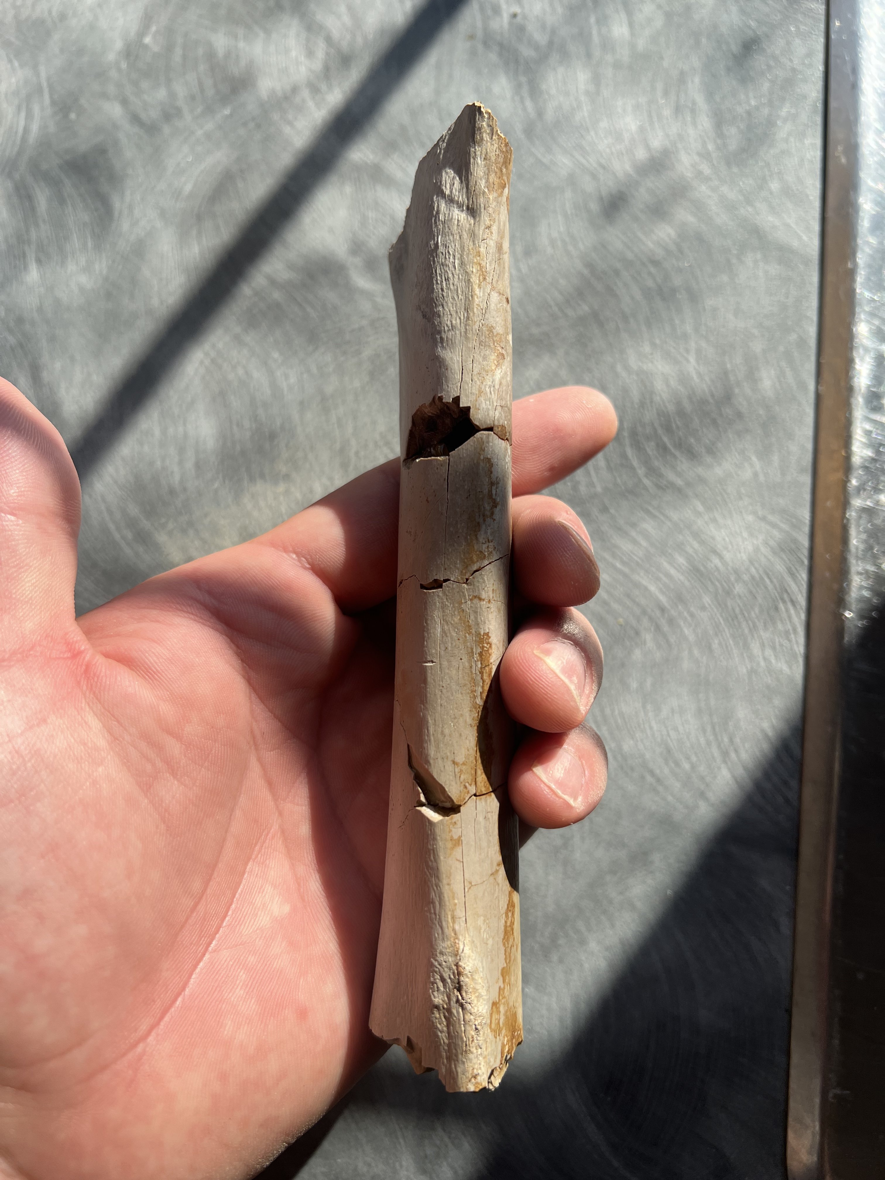 Theropod Bone - Fossil ID - The Fossil Forum