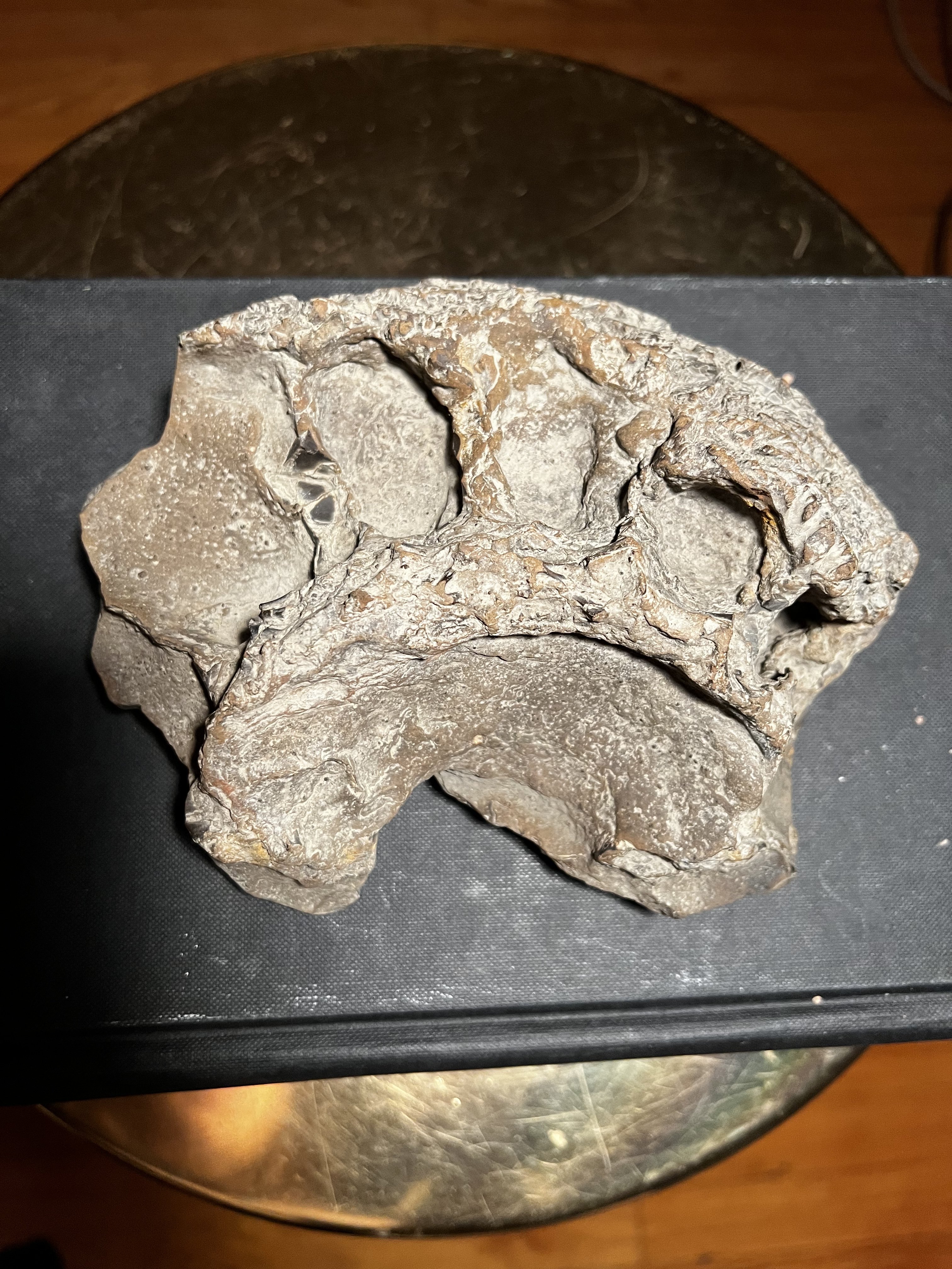 Fossilized paw print? Need help with ID - Fossil ID - The Fossil Forum