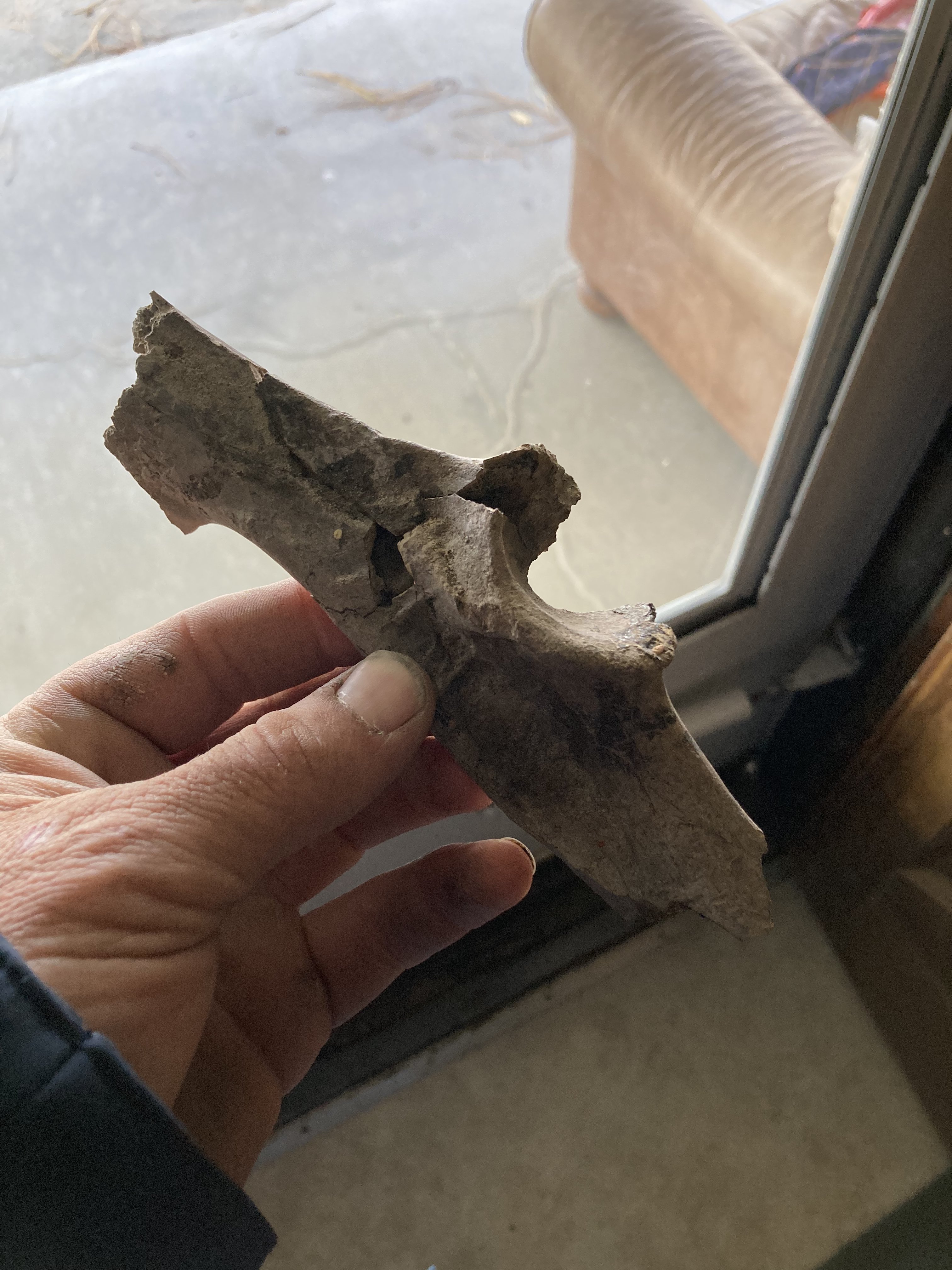 Camelops hesternus vertebrae? - Fossil ID - The Fossil Forum