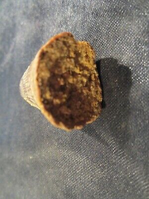 Brachauchenius tooth? - Fossil ID - The Fossil Forum
