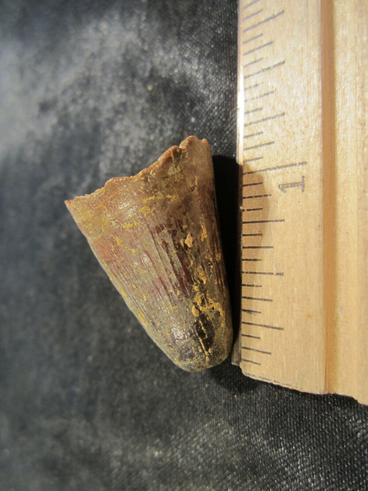Brachauchenius tooth? - Fossil ID - The Fossil Forum