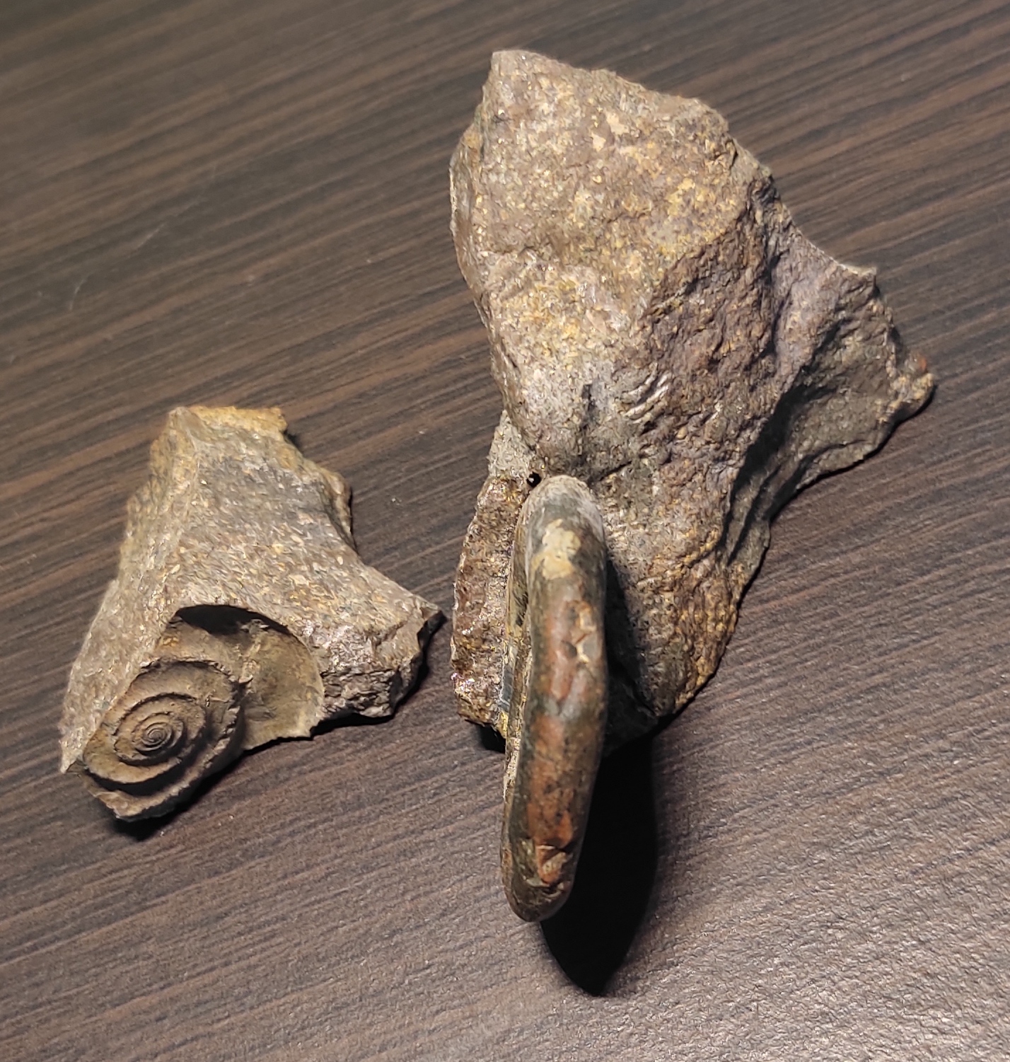 Carnian ammonite from Epidaurus region Greece - Fossil ID - The Fossil ...