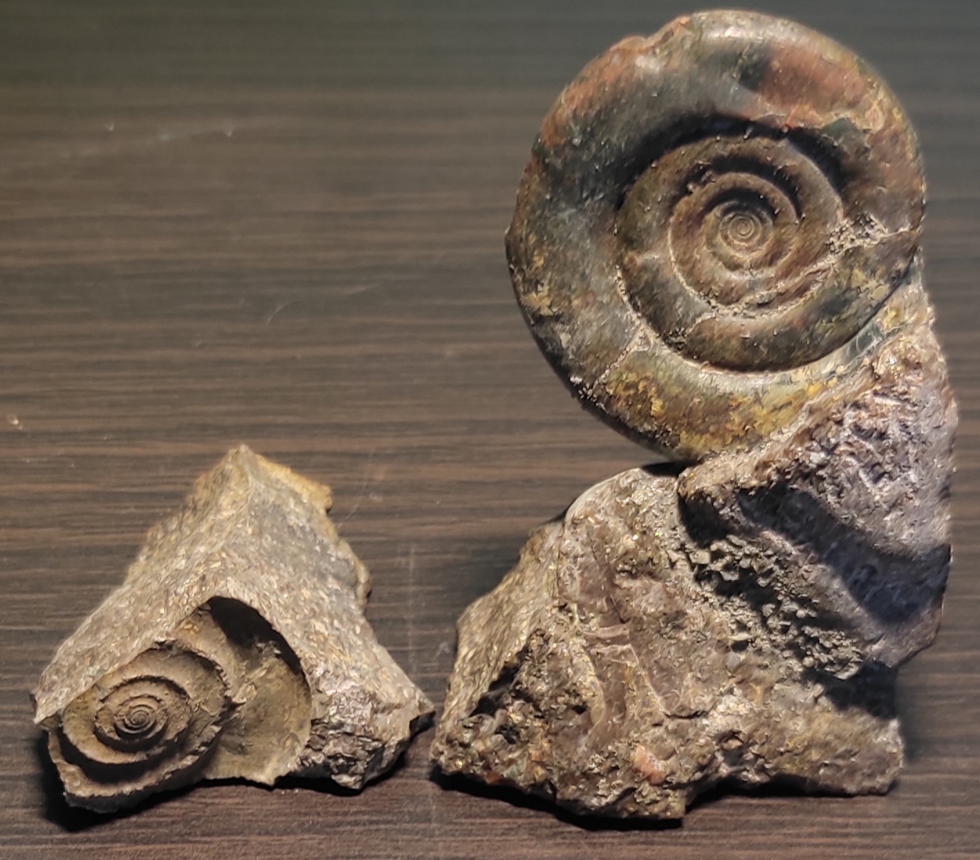 Carnian ammonite from Epidaurus region Greece - Fossil ID - The Fossil ...
