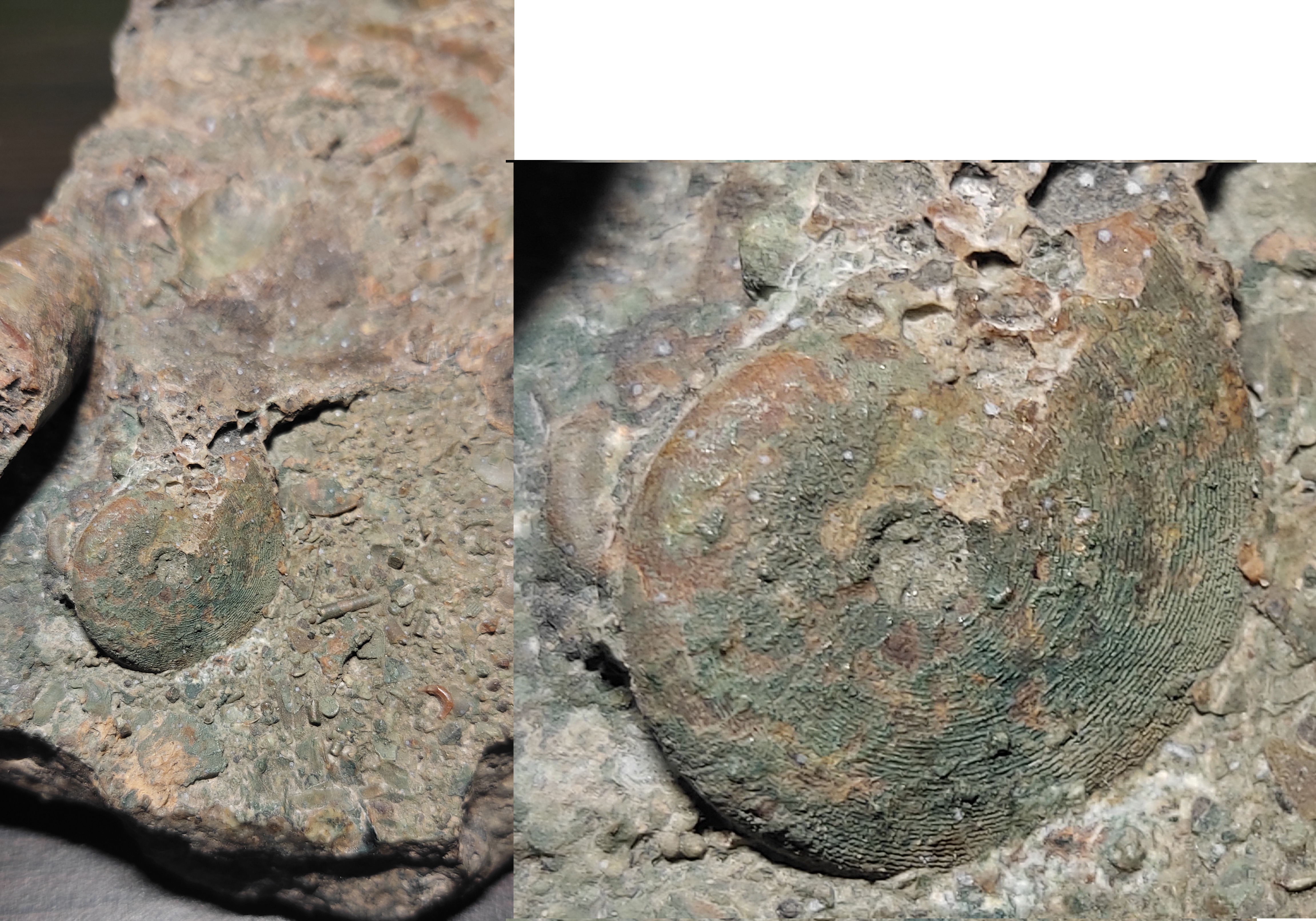 Carnian ammonite from Epidaurus region Greece - Fossil ID - The Fossil ...