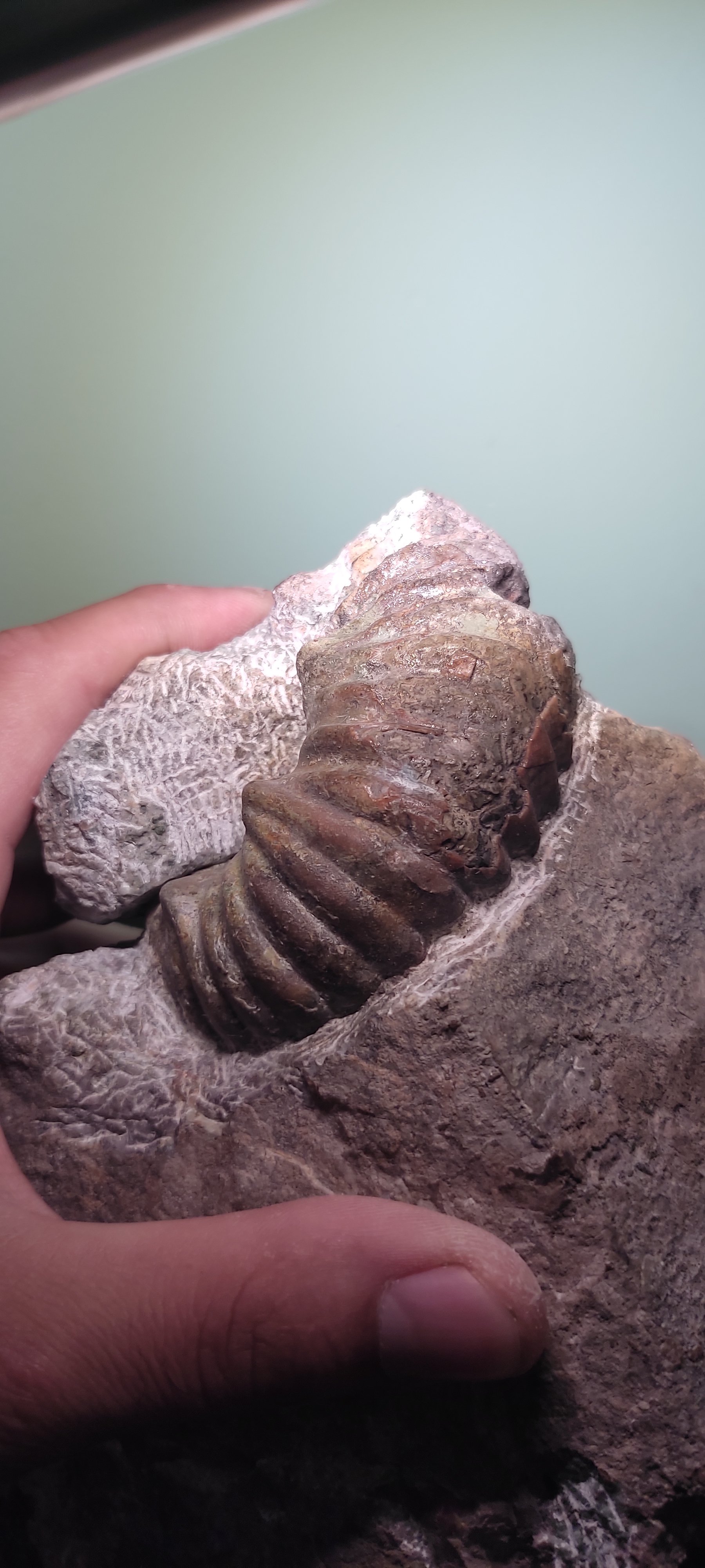 Carnian ammonite from Epidaurus region Greece - Fossil ID - The Fossil ...
