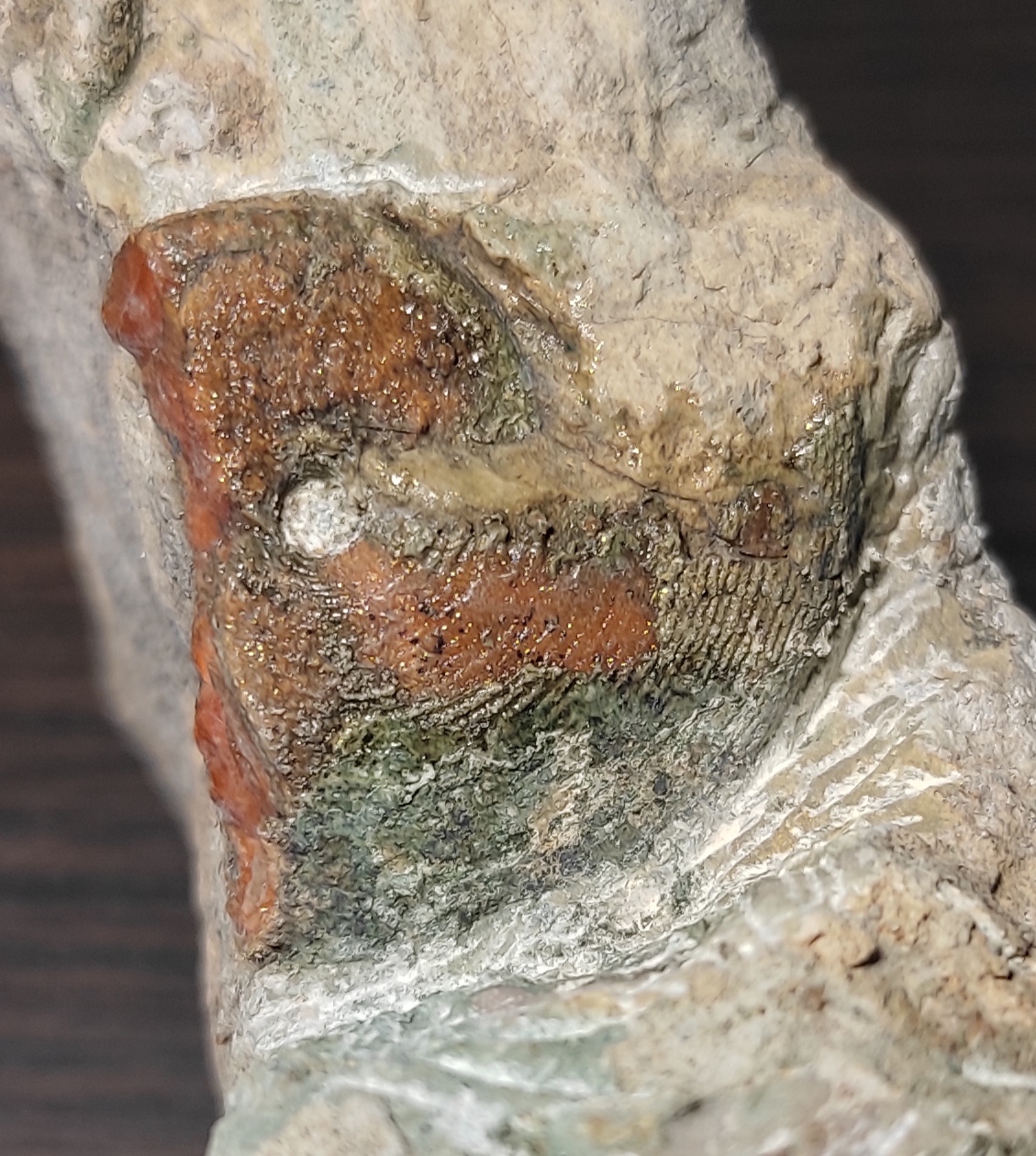Carnian ammonite from Epidaurus region Greece - Fossil ID - The Fossil ...