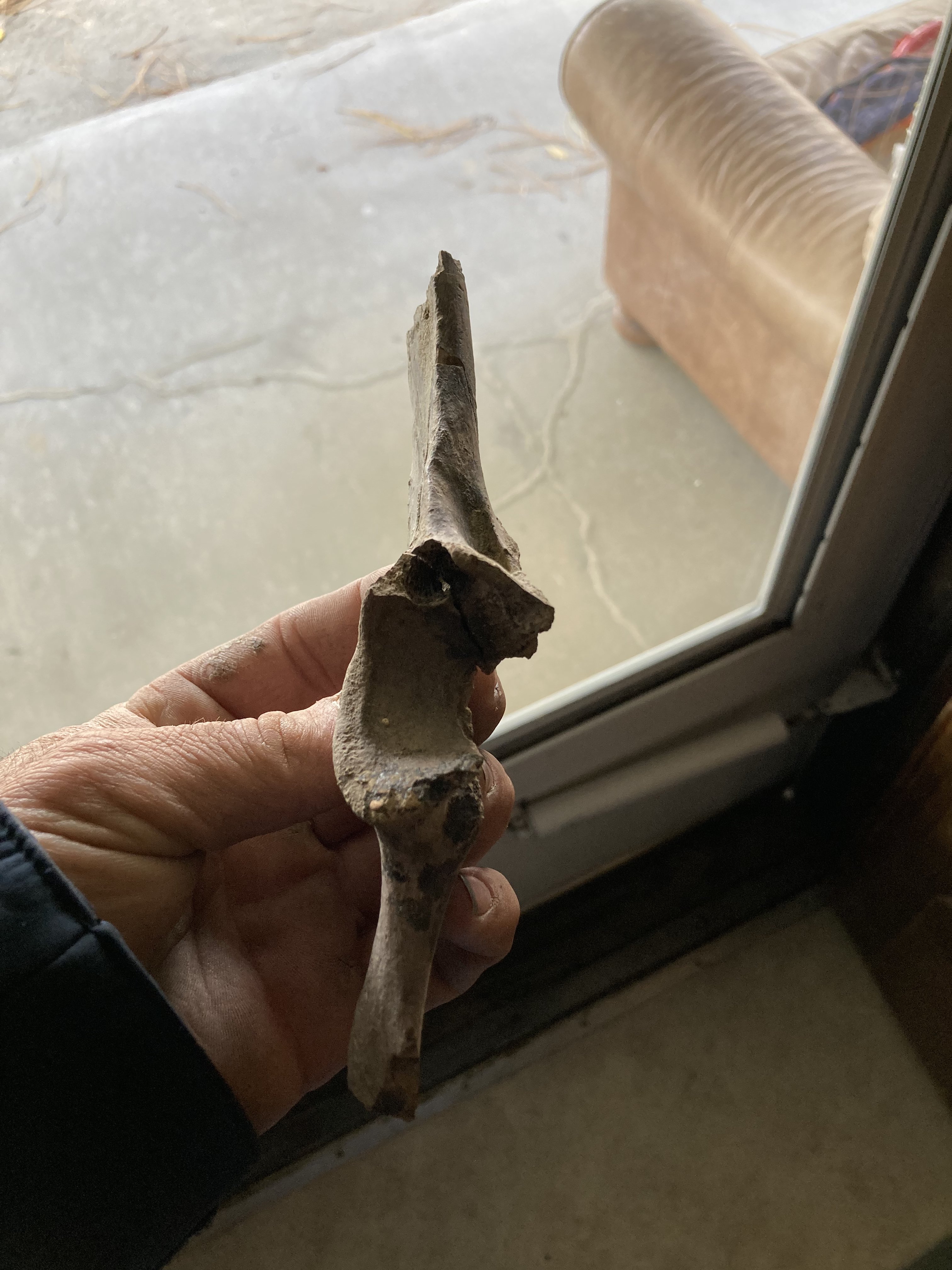Camelops hesternus vertebrae? - Fossil ID - The Fossil Forum
