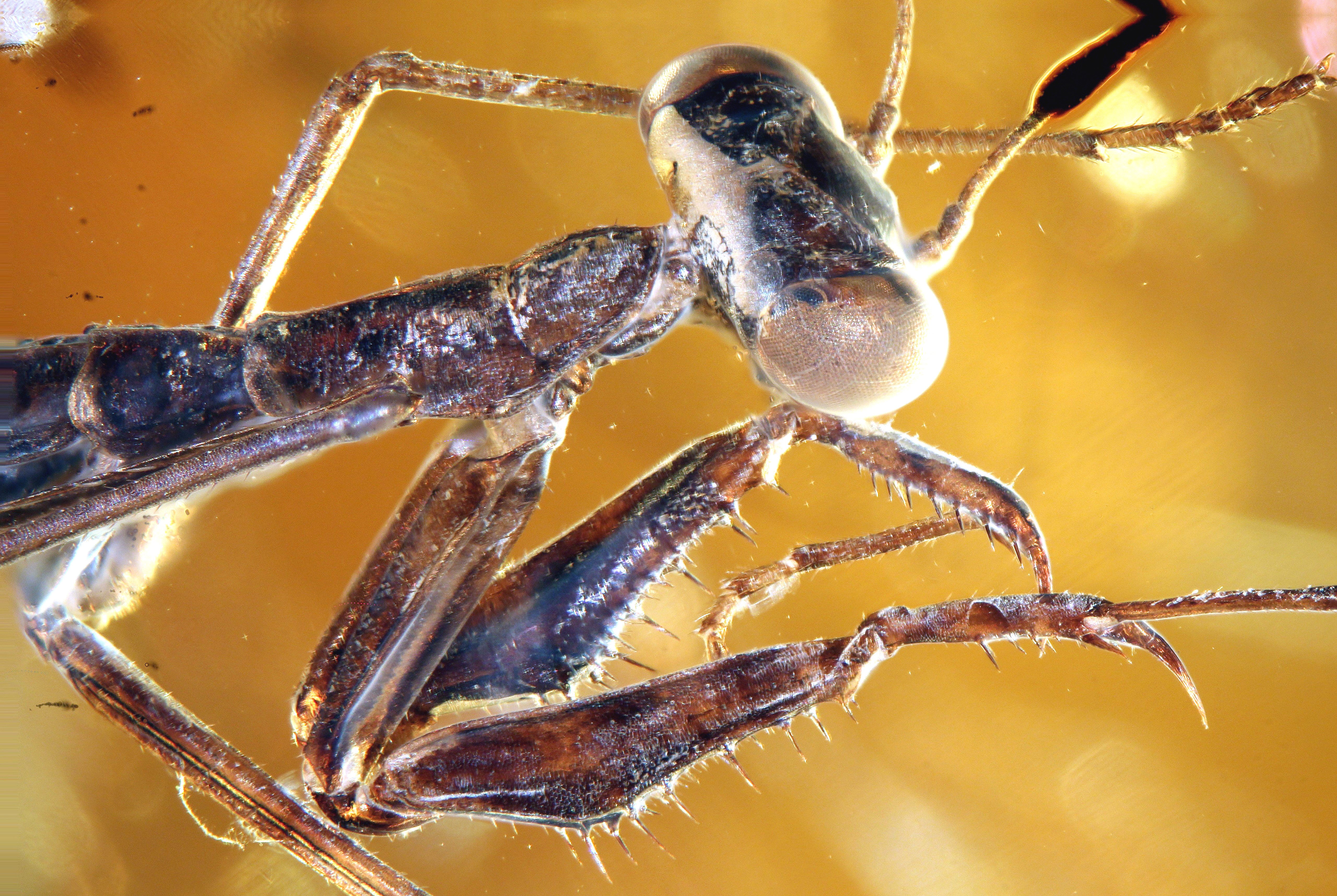 [Baltic Amber Inclusion] Extremely Rare Praying Mantis, Mantodea ...
