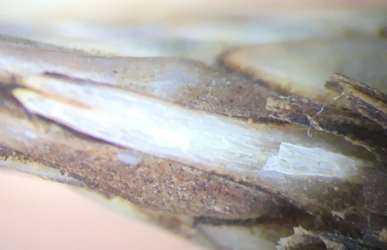 Gar scales that is "rabbit" shaped, what is it? - Fossil ID - The ...