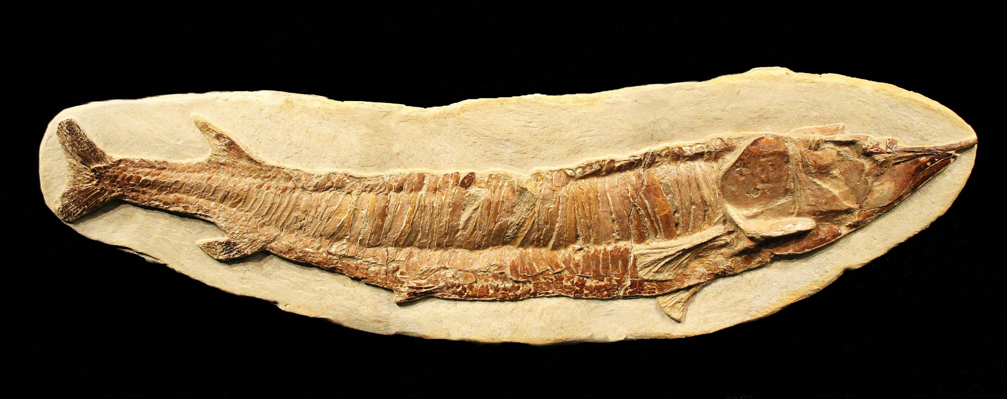 Fish? Arthropod? What in the world is this thing? - Fossil ID - The ...