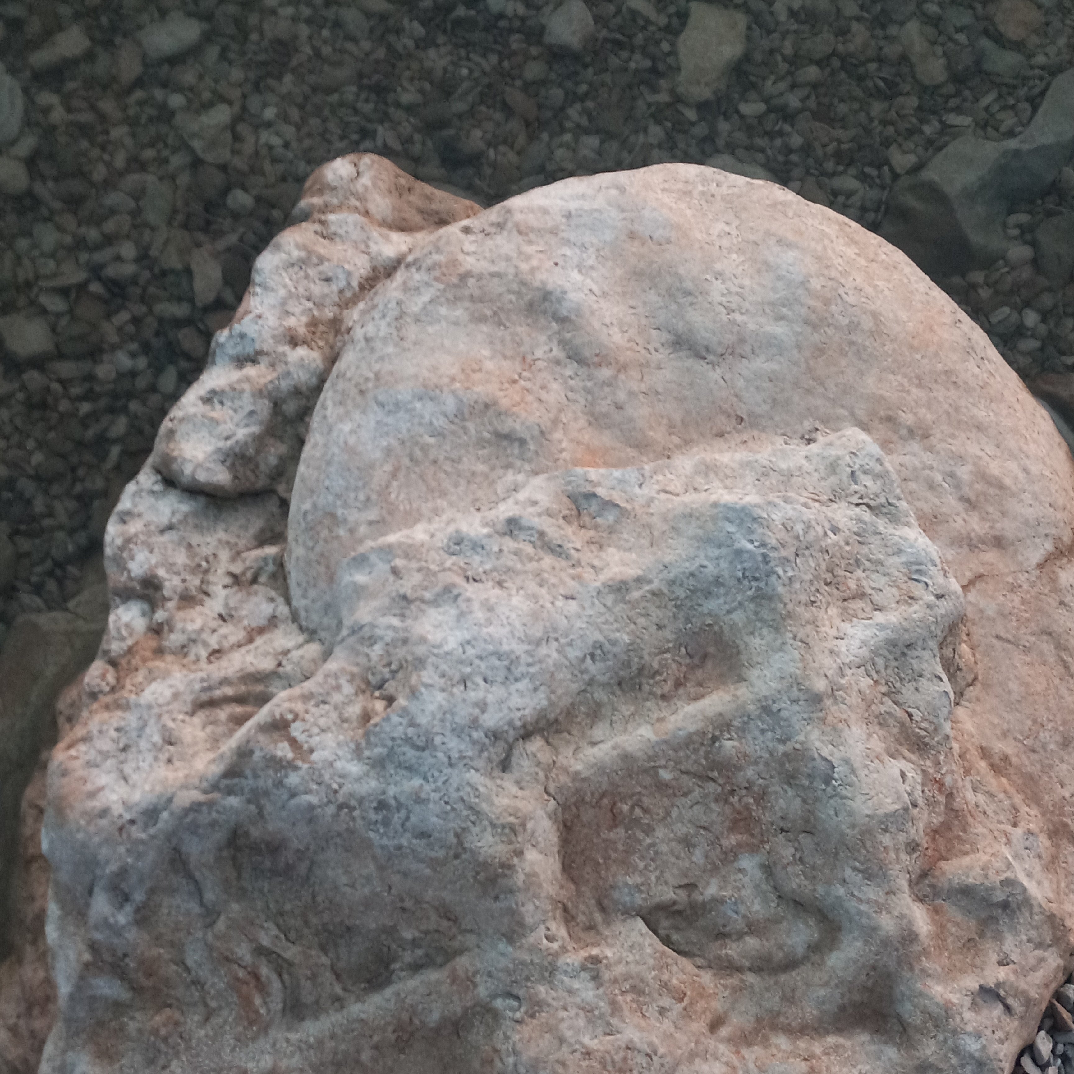 Very Cool - Member Collections - The Fossil Forum