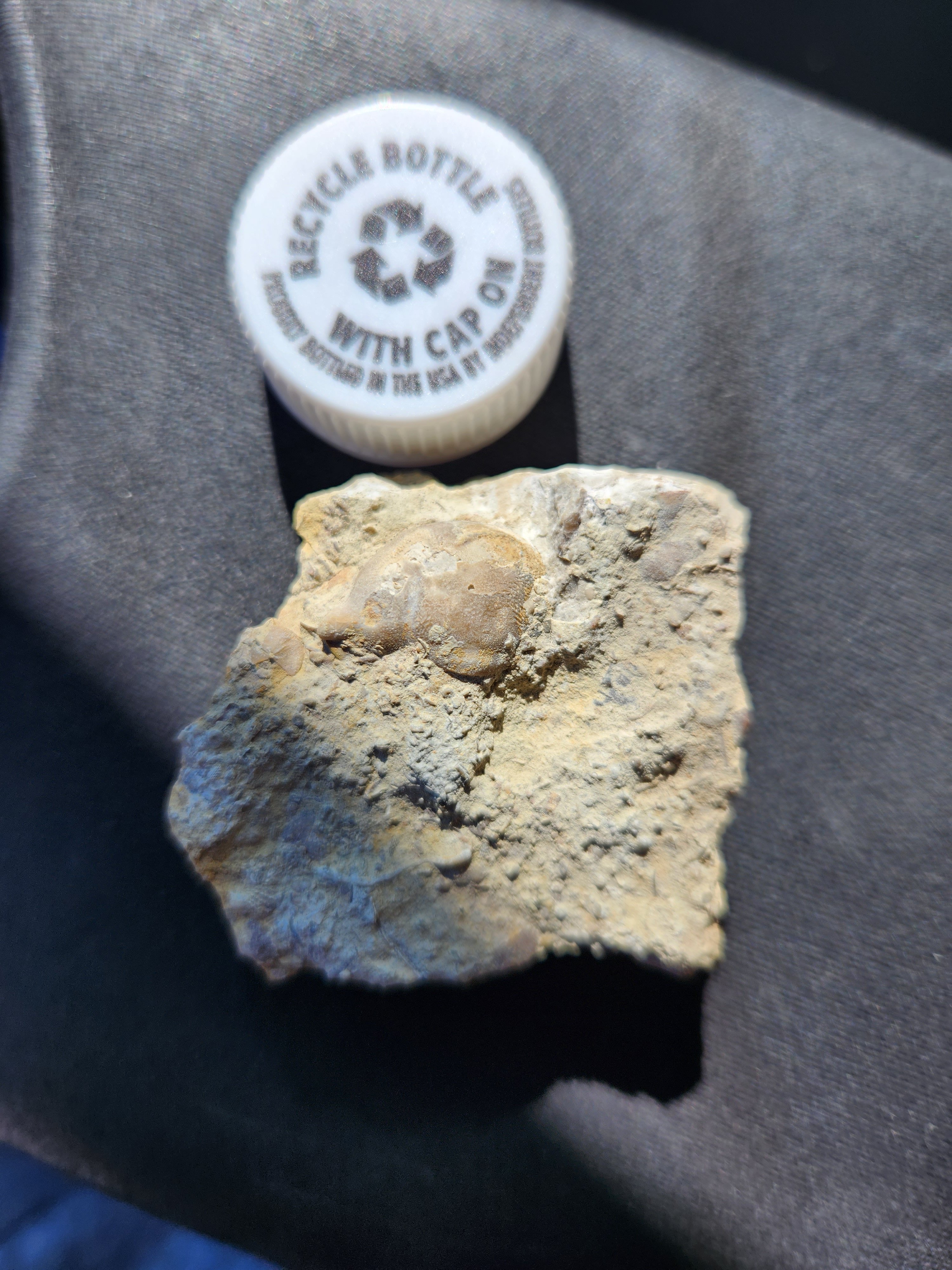 Platteville Cephalon - Fossil ID - The Fossil Forum
