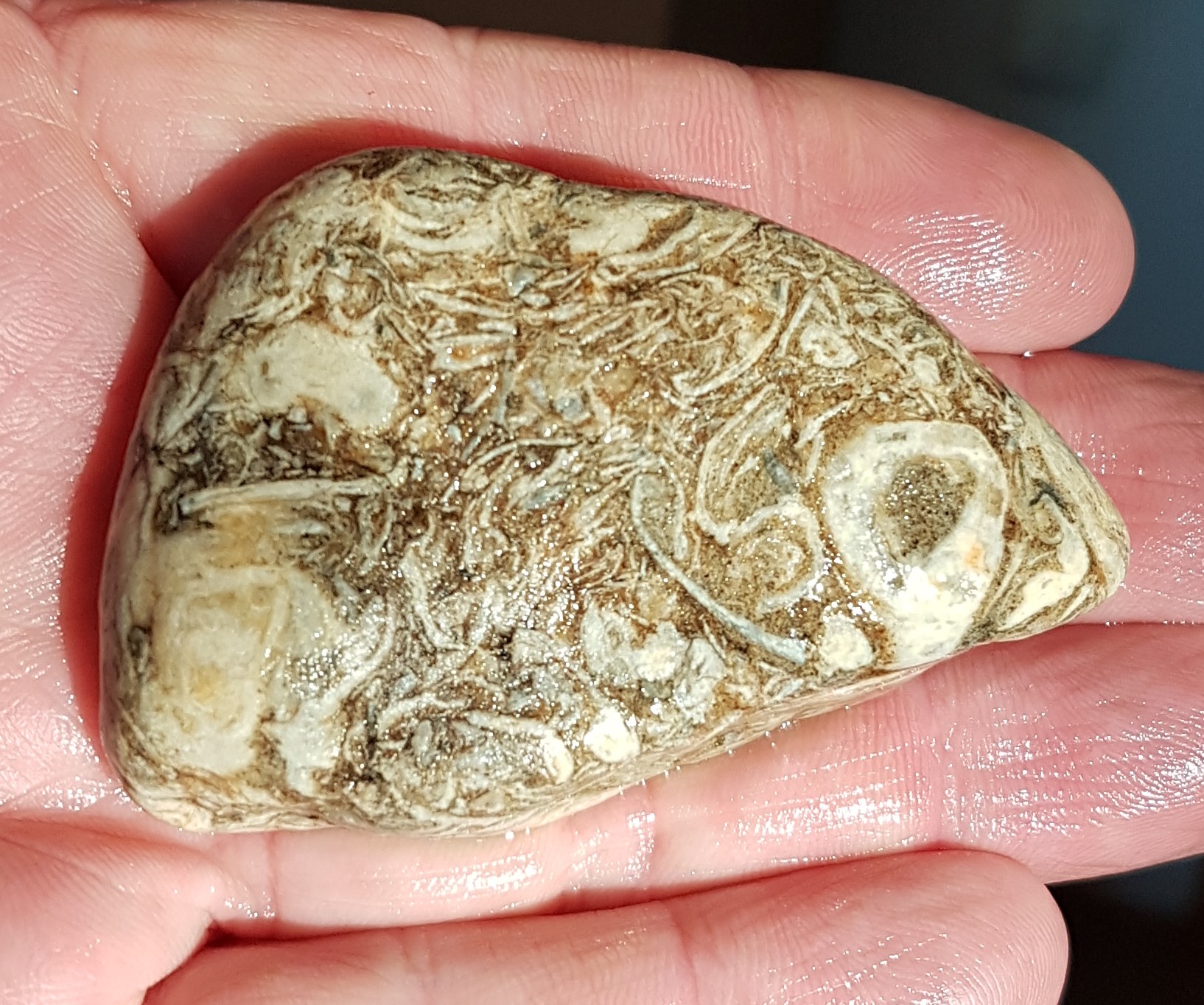 Crinoidal limestone? - Fossil ID - The Fossil Forum