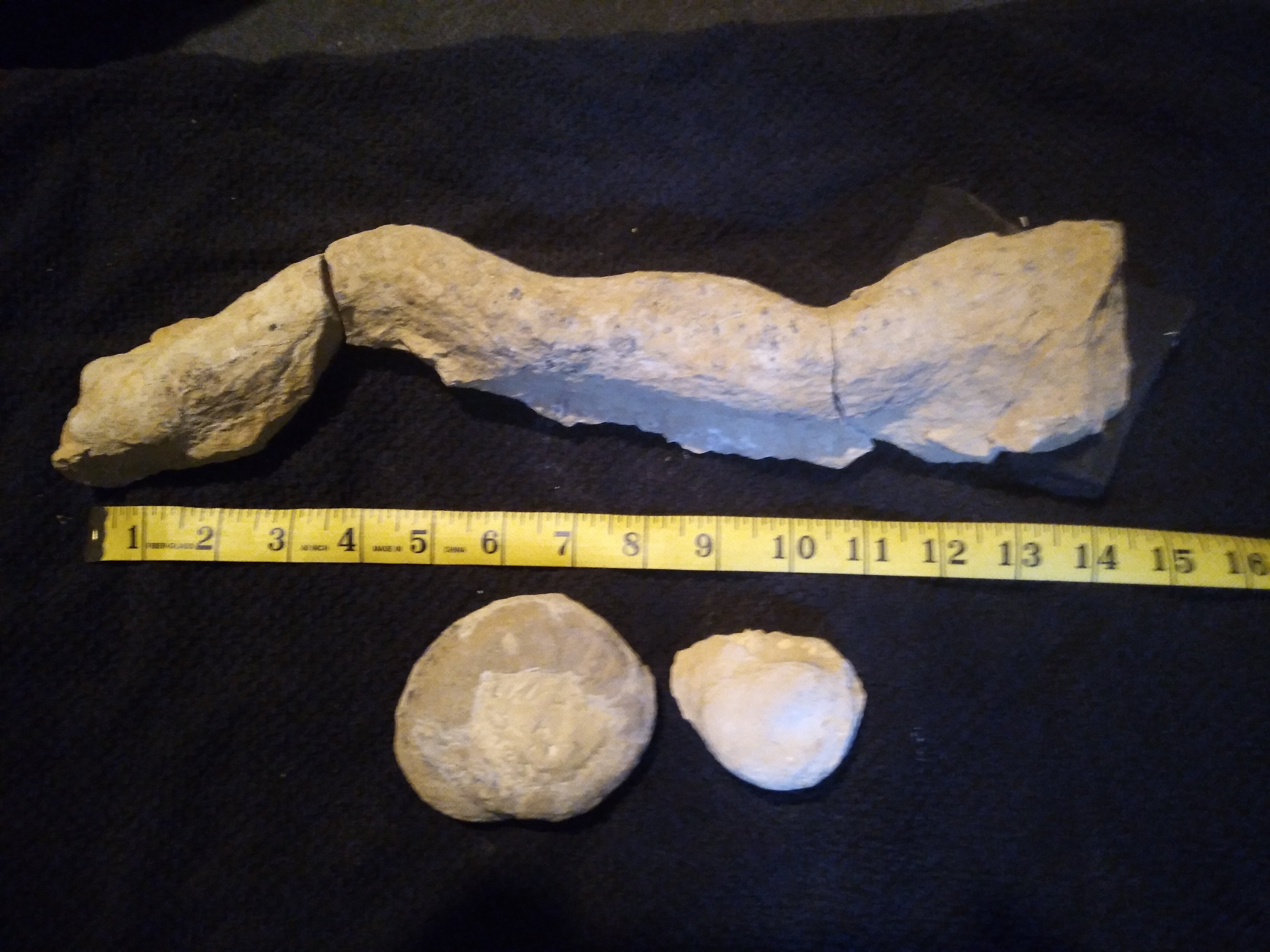 Some kind of worm like - Fossil ID - The Fossil Forum
