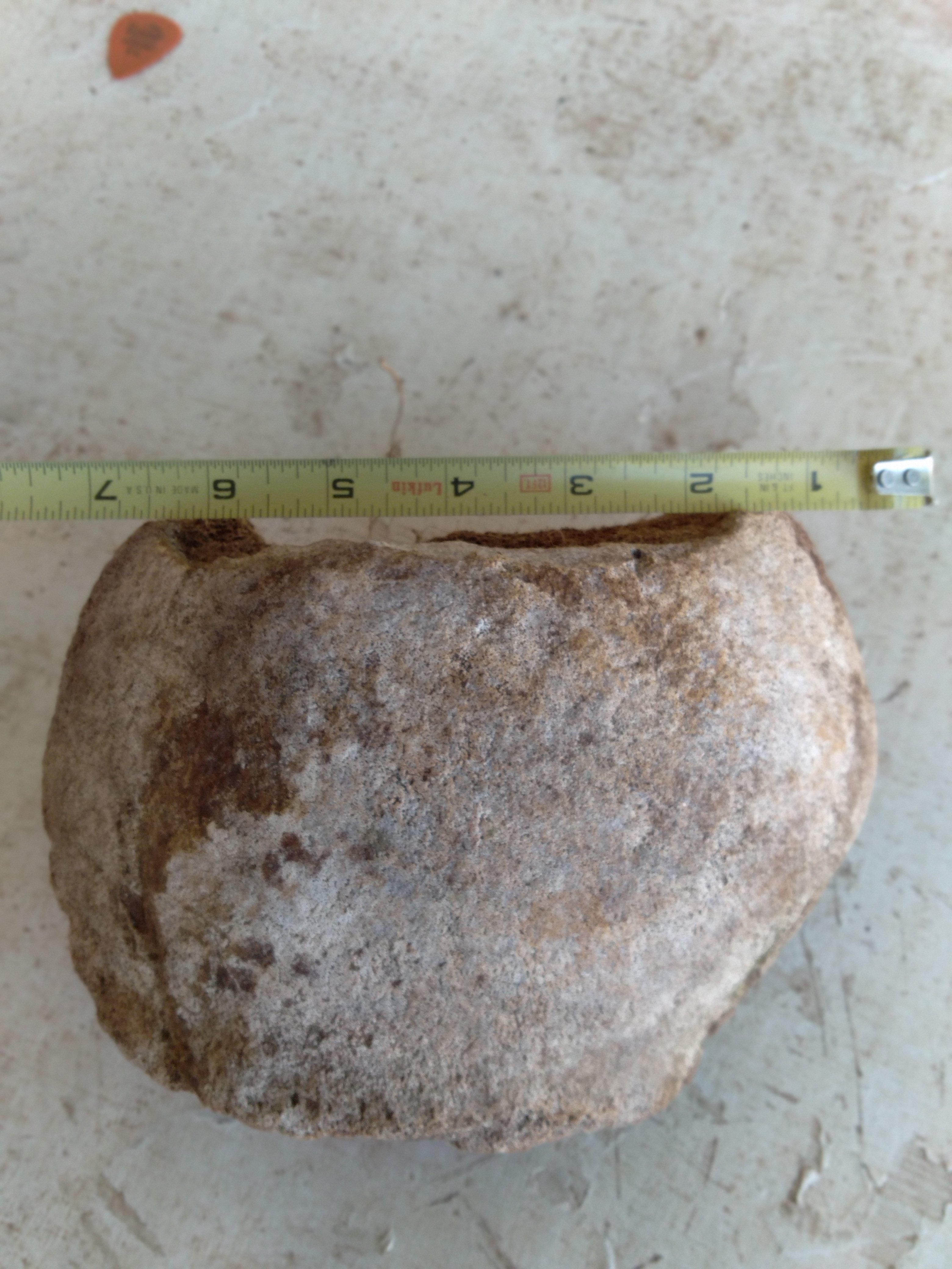 need help identifying this fossil - Fossil ID - The Fossil Forum
