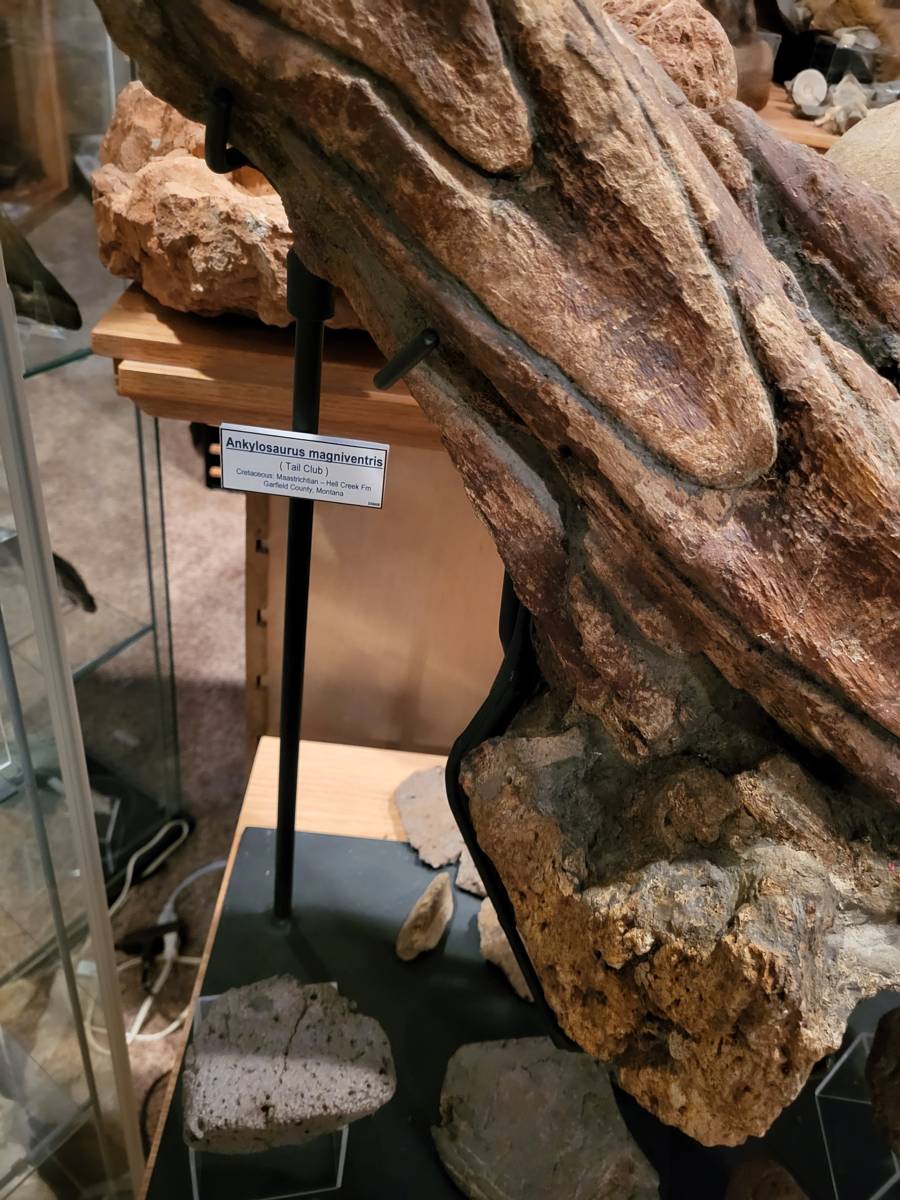 How do you hang or mount huge fossils on your walls/cabinets? - General ...