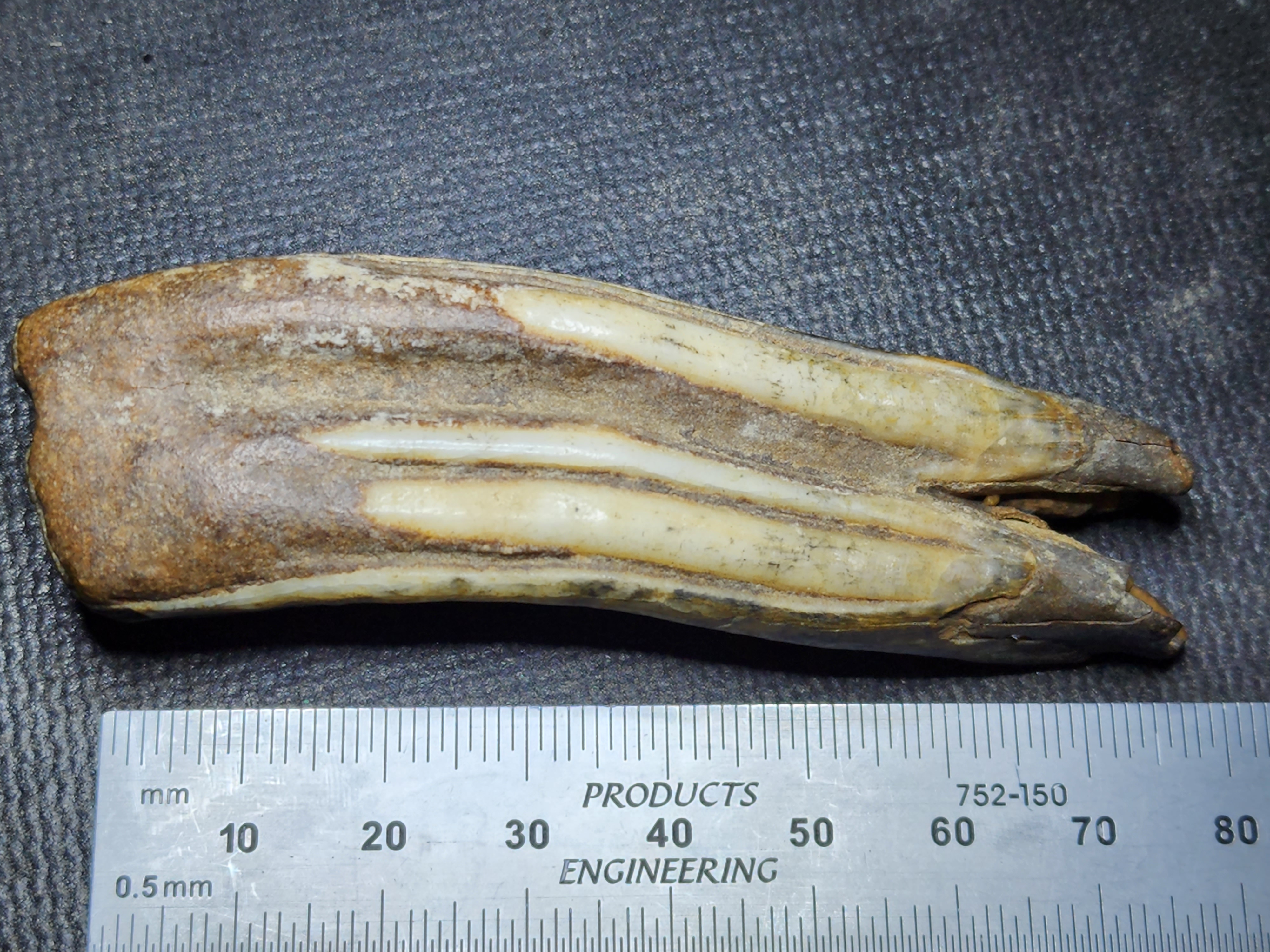 What does this tooth belong to? Found along the Mississippi River in ...