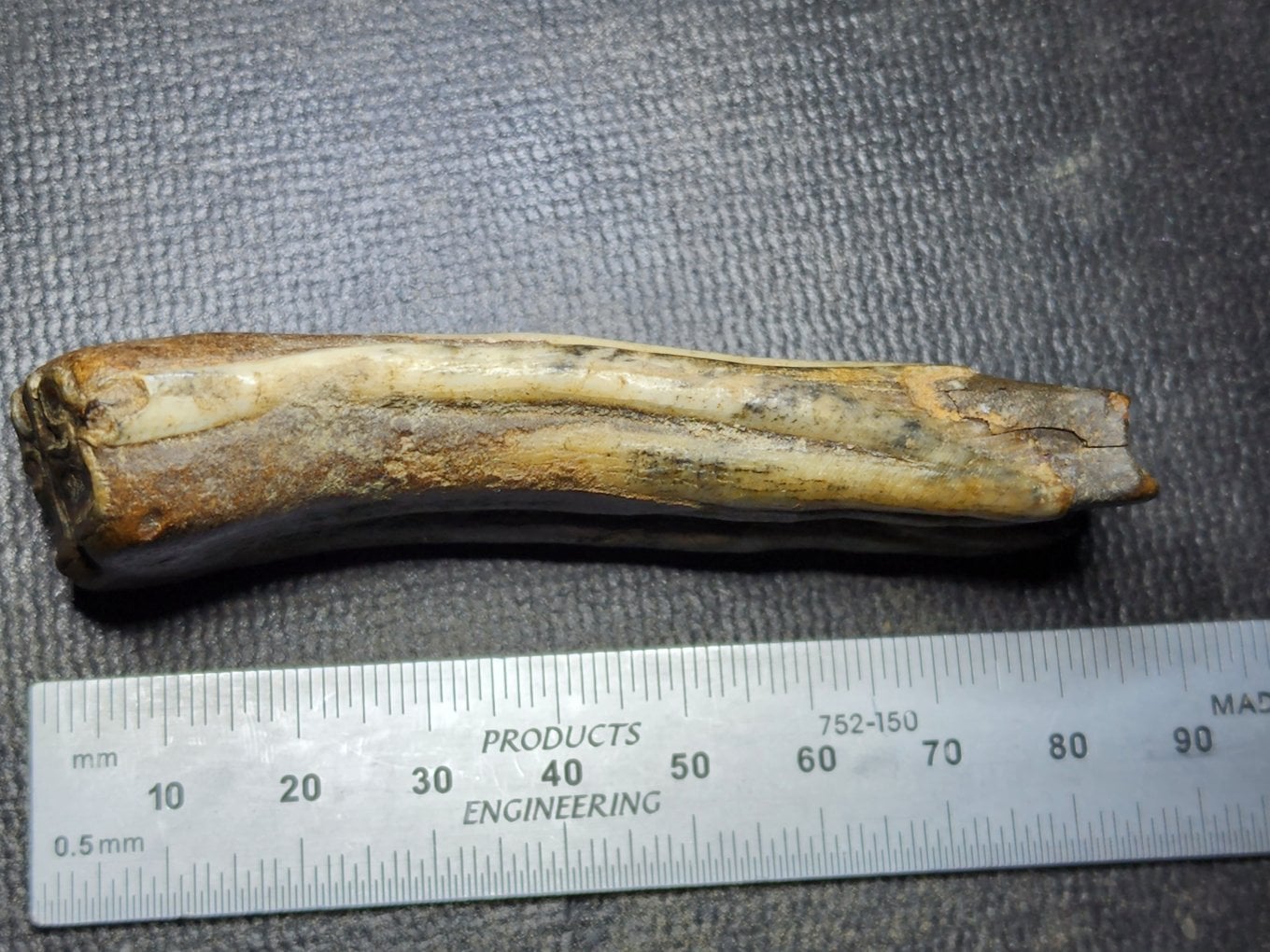 What does this tooth belong to? Found along the Mississippi River in ...