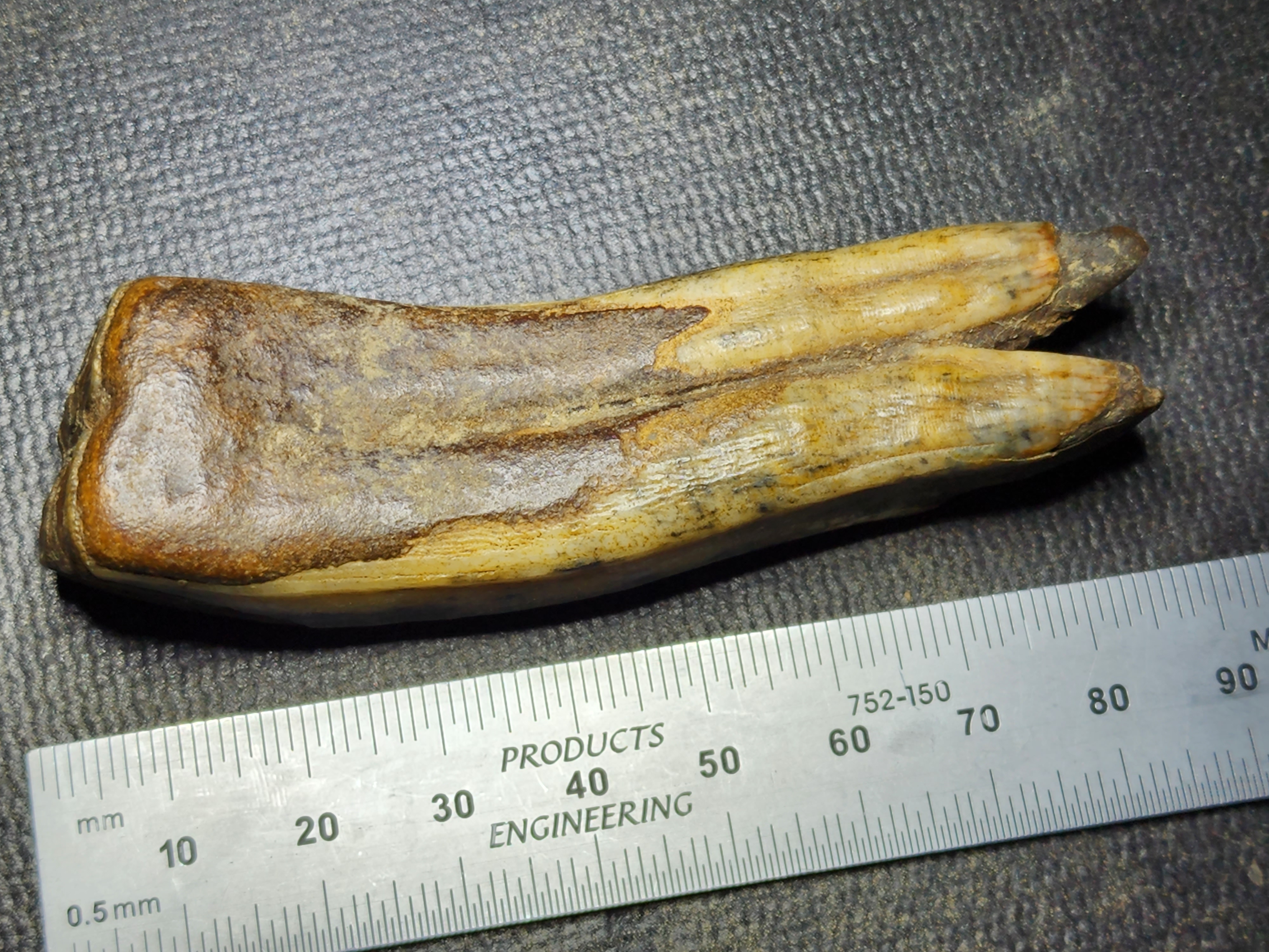 What does this tooth belong to? Found along the Mississippi River in ...