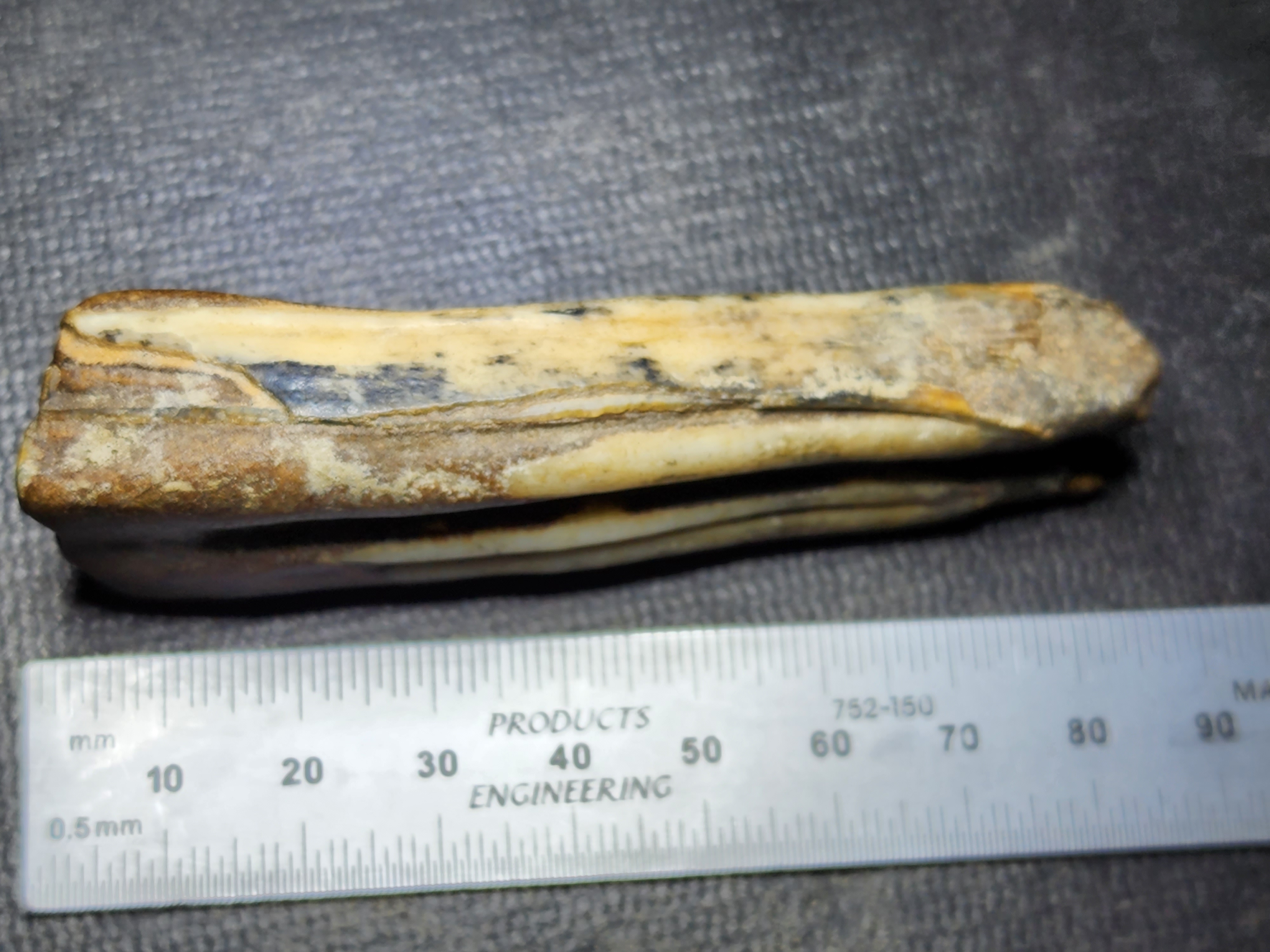 What does this tooth belong to? Found along the Mississippi River in ...