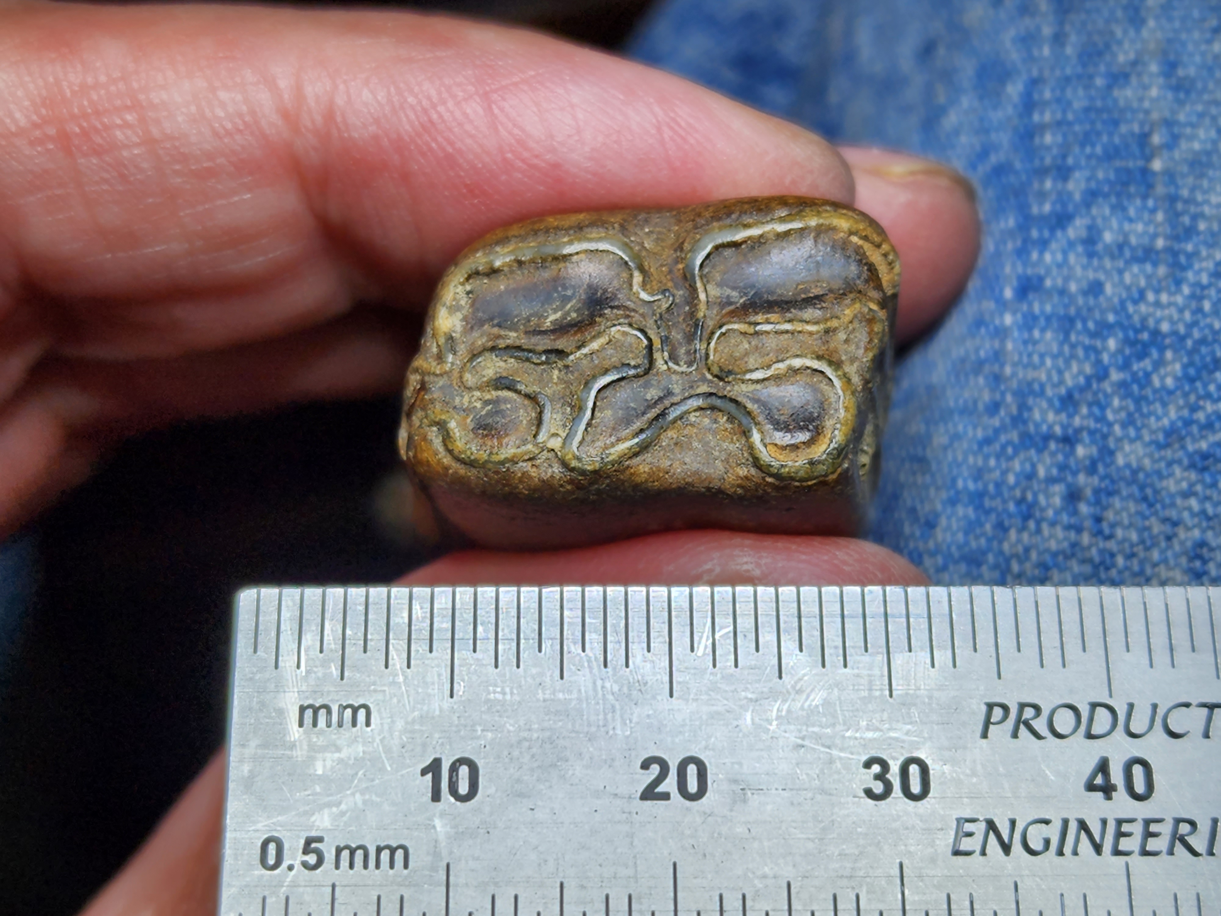 What does this tooth belong to? Found along the Mississippi River in ...