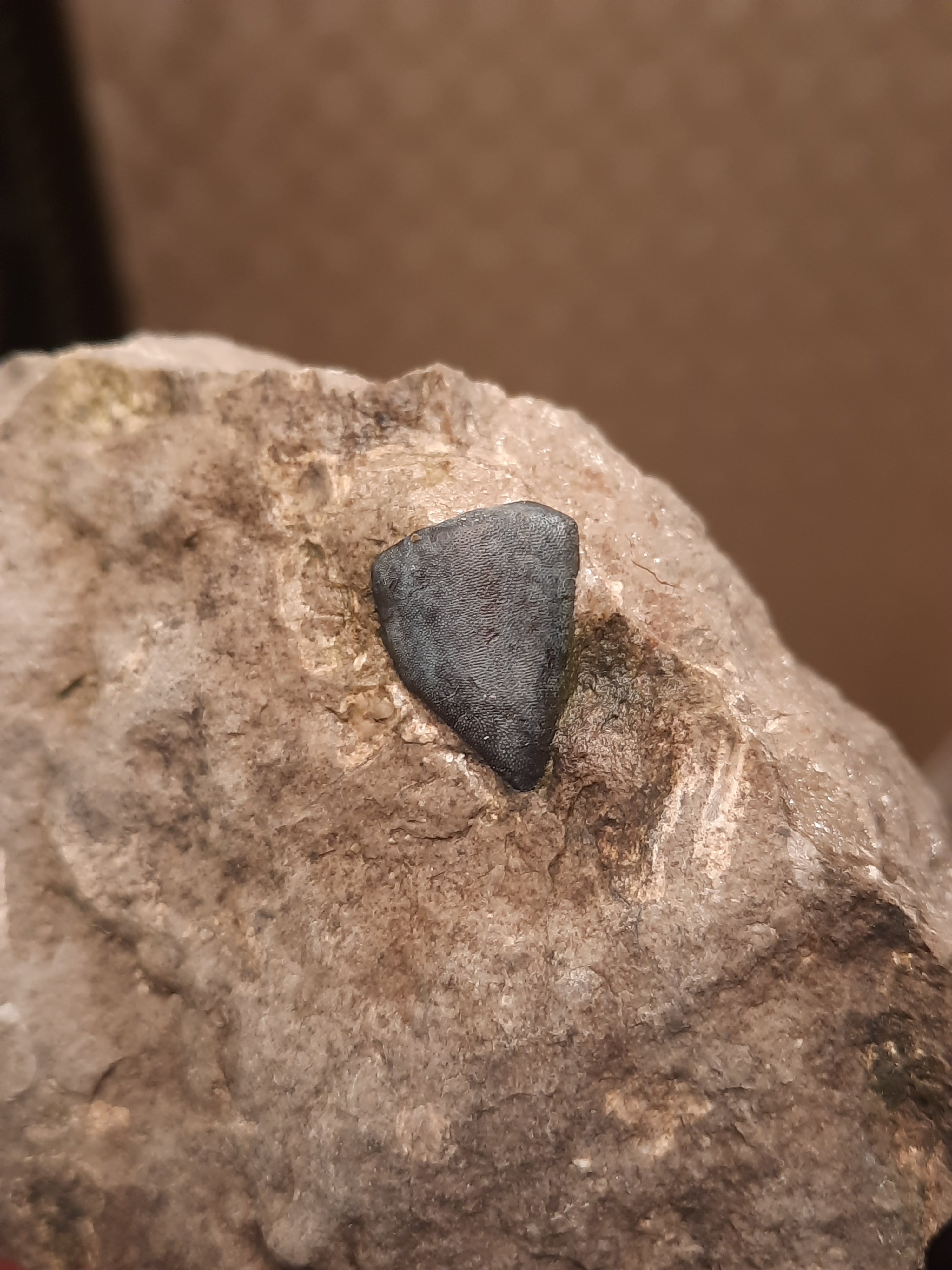 Sandalodus? Deltodus? Crusher plate tooth - Fossil ID - The Fossil Forum