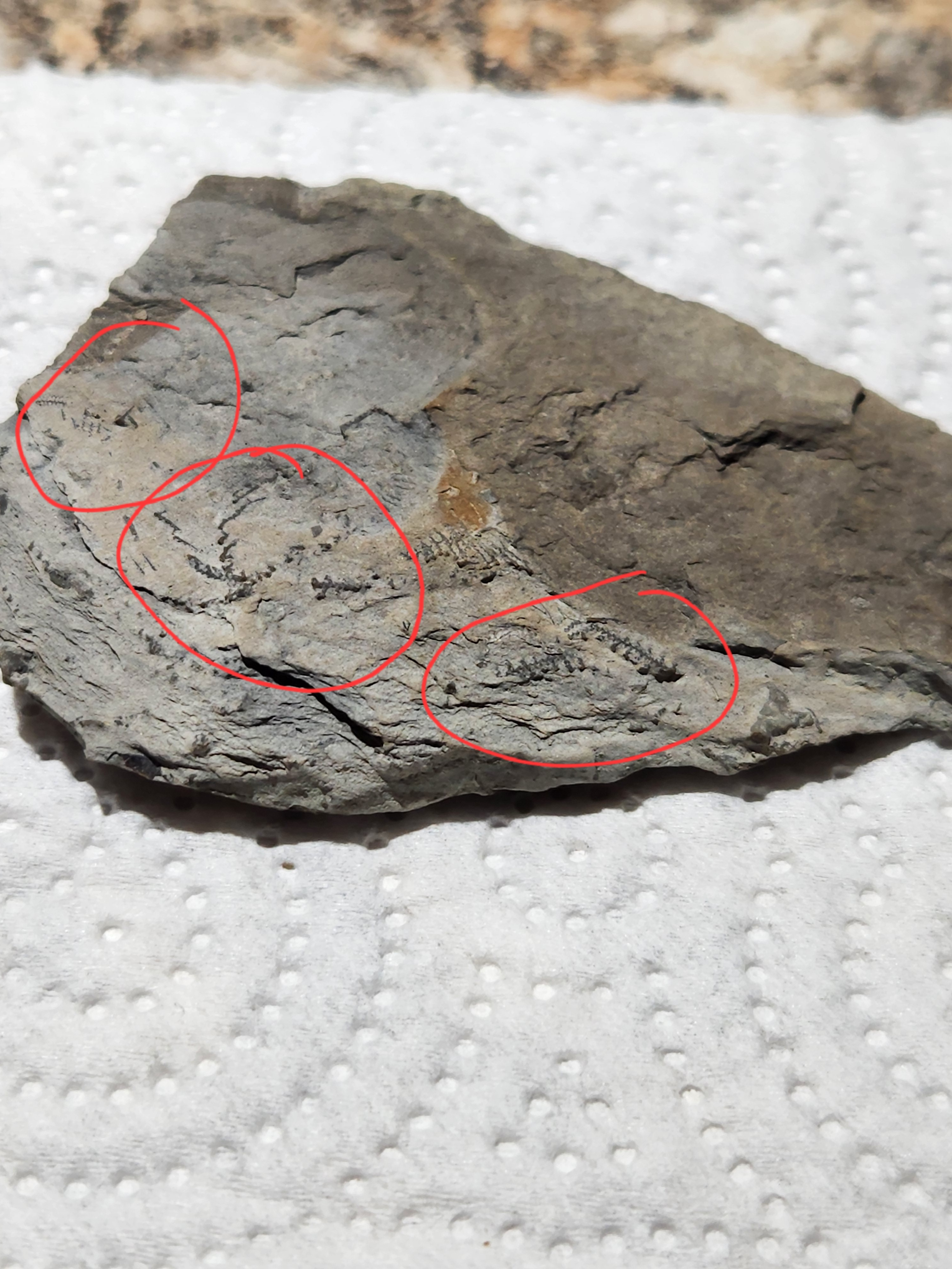Chattanooga Shale fossil ID - Fossil ID - The Fossil Forum