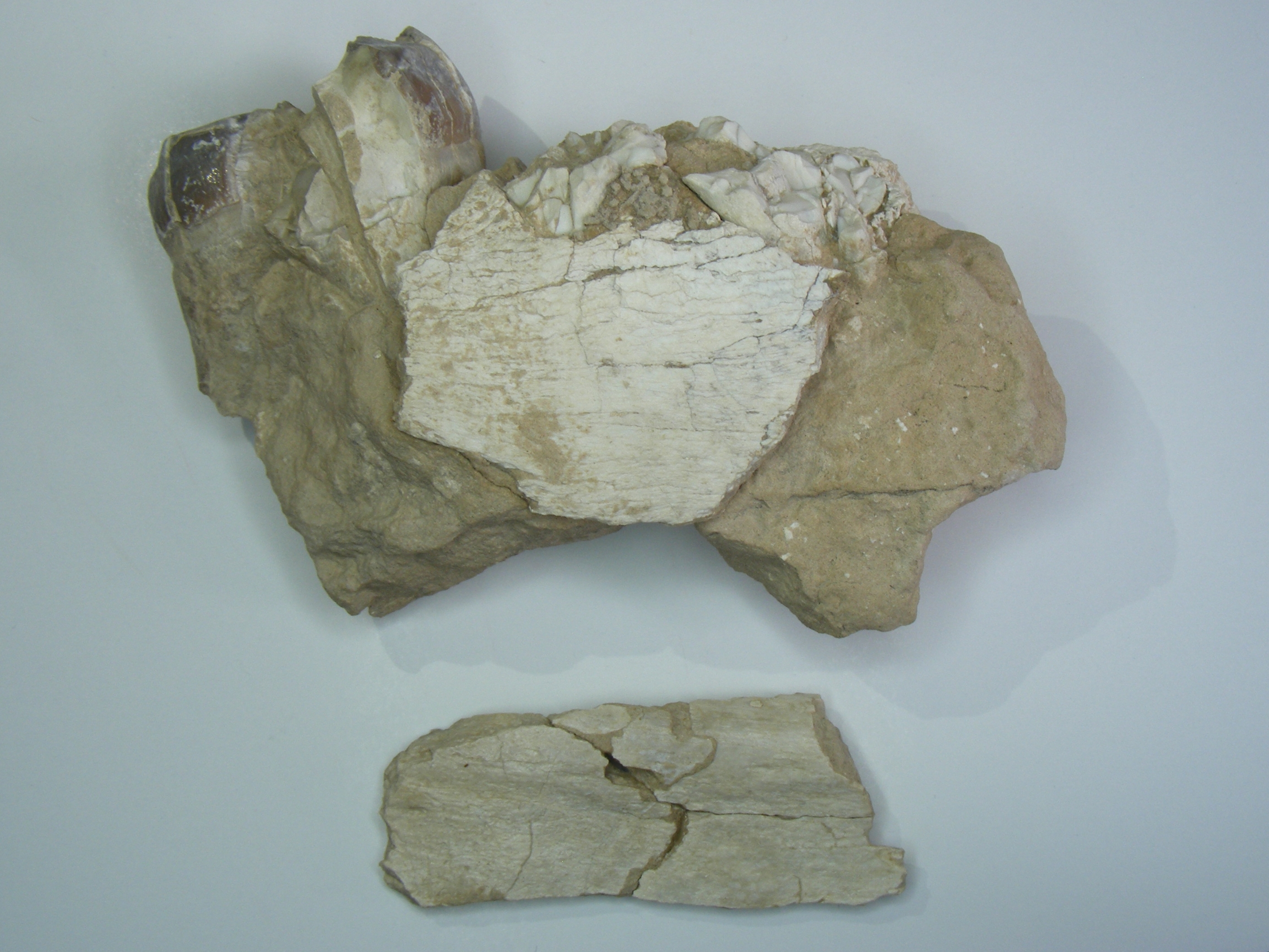 Some White River Formation Fossils For ID - Fossil ID - The Fossil Forum
