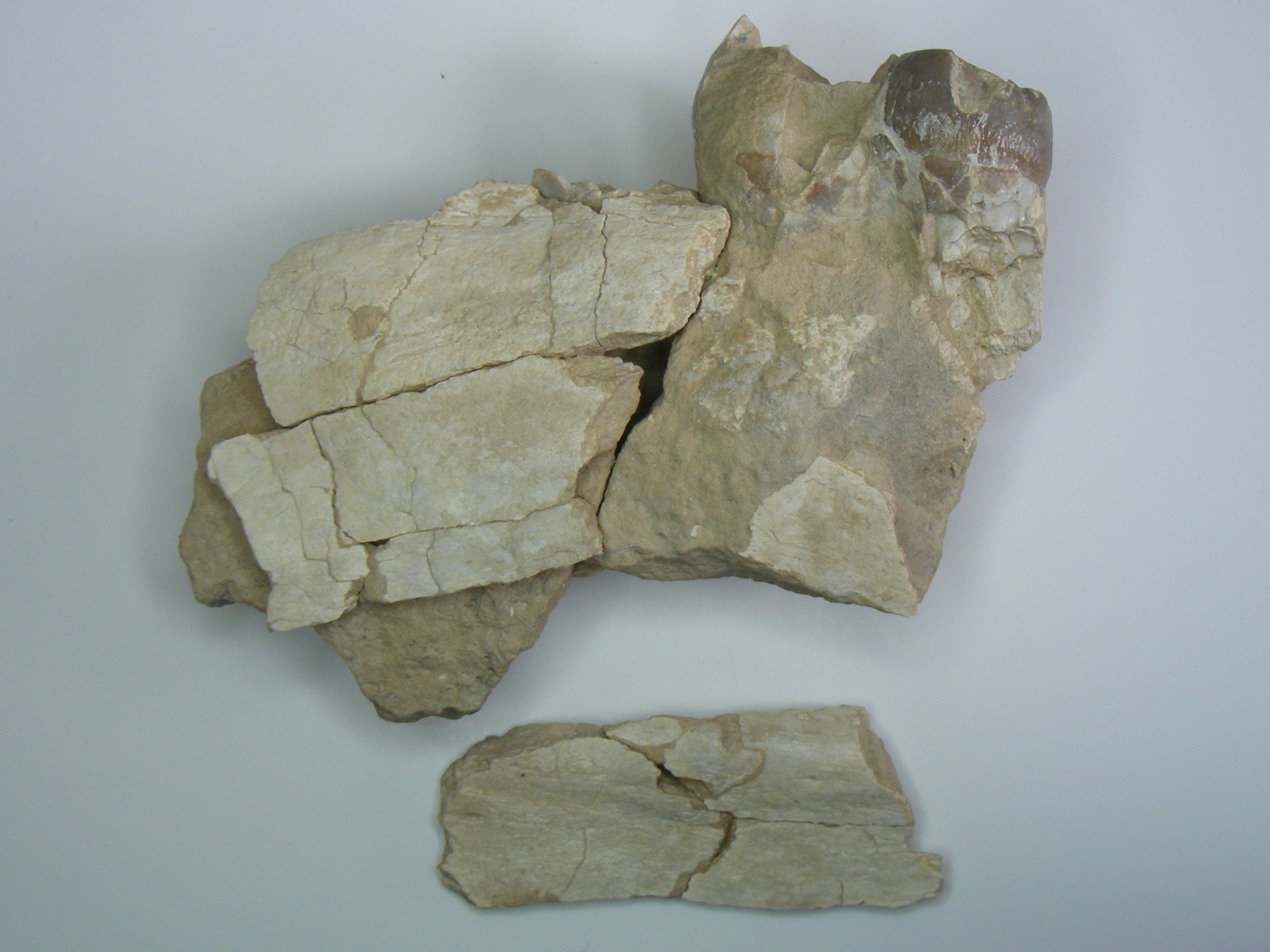 Some White River Formation Fossils For ID - Fossil ID - The Fossil Forum